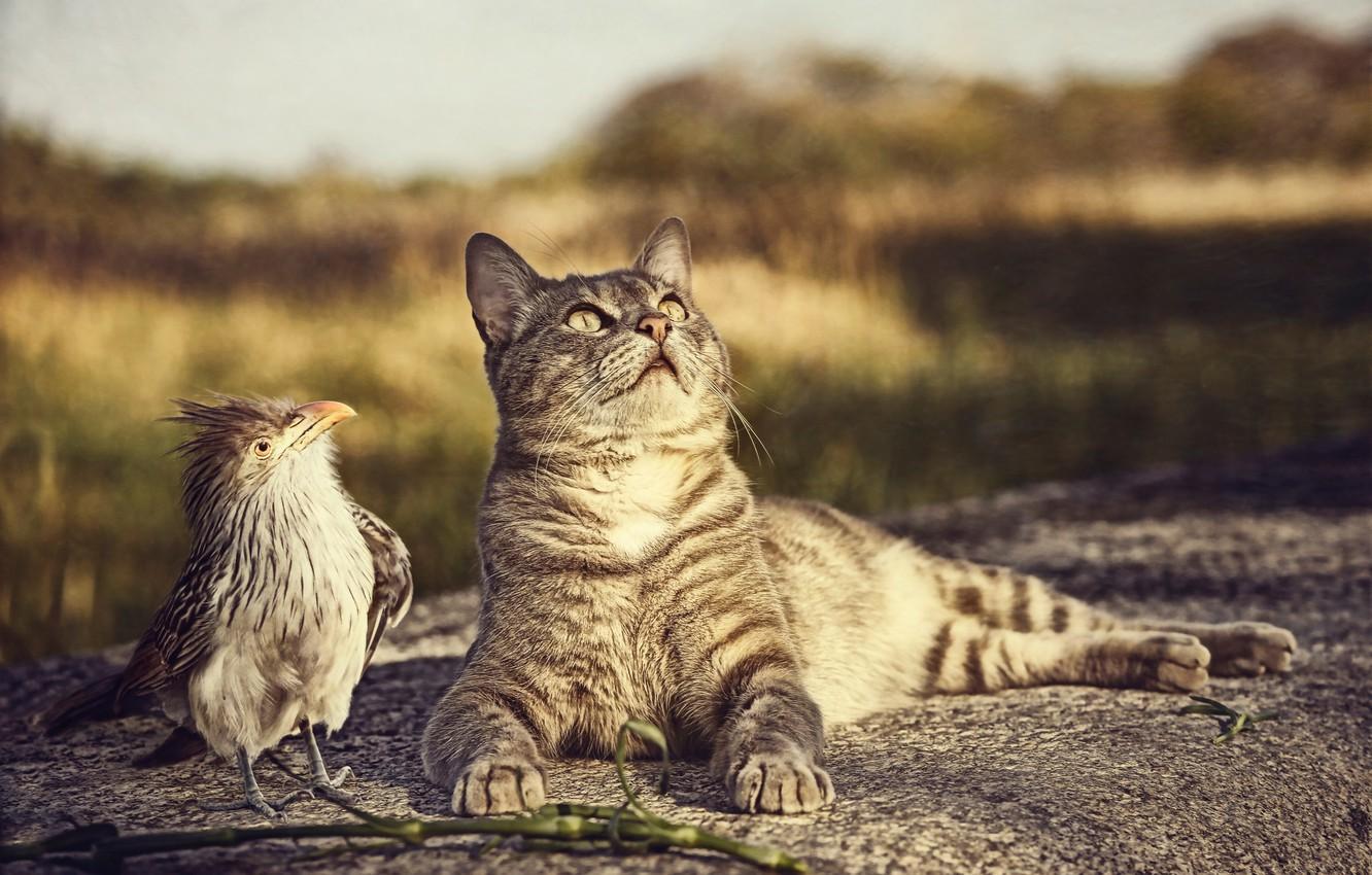 Cat and Bird Wallpapers - Top Free Cat and Bird Backgrounds ...