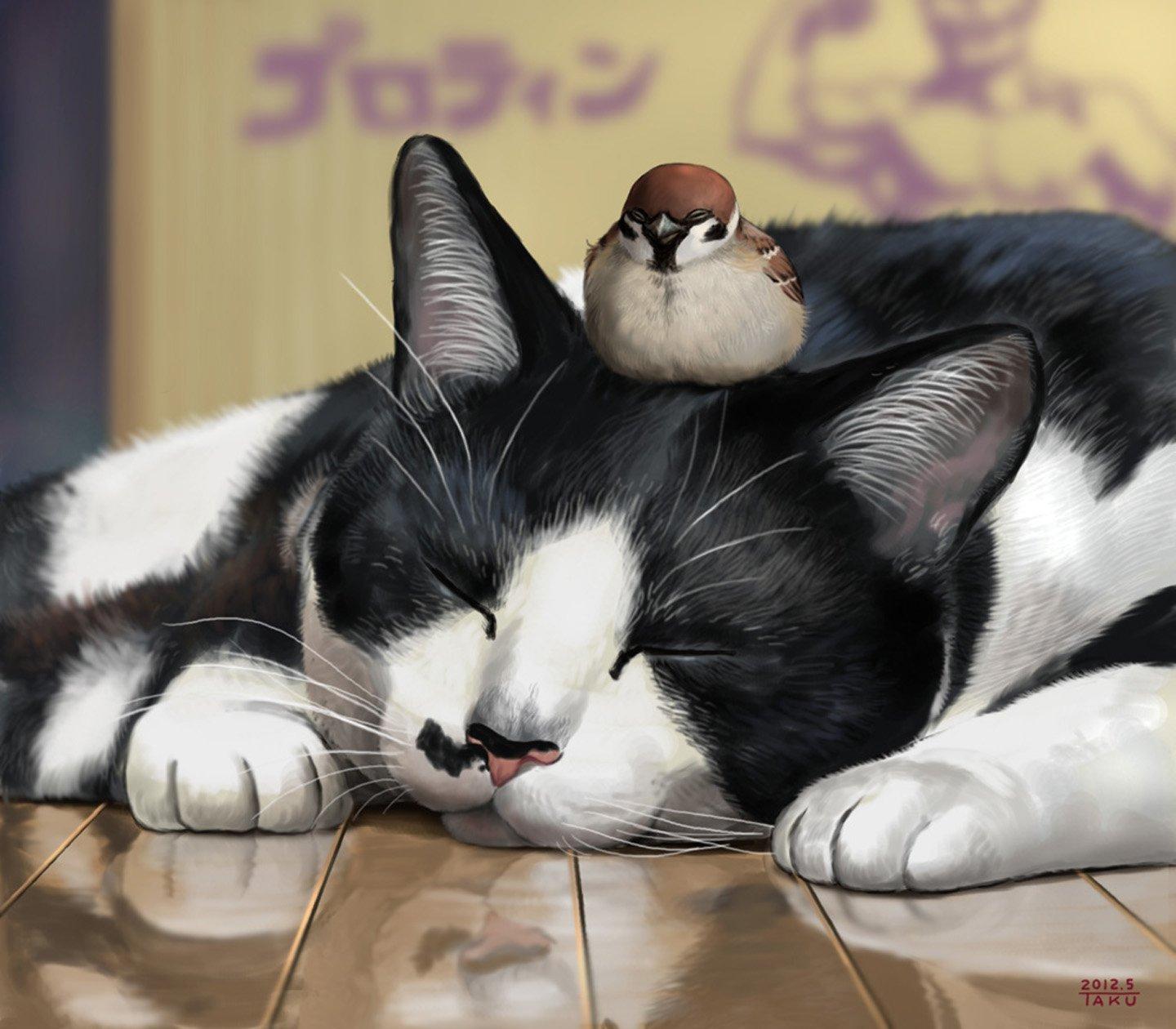 Cat and Bird Wallpapers - Top Free Cat and Bird Backgrounds ...