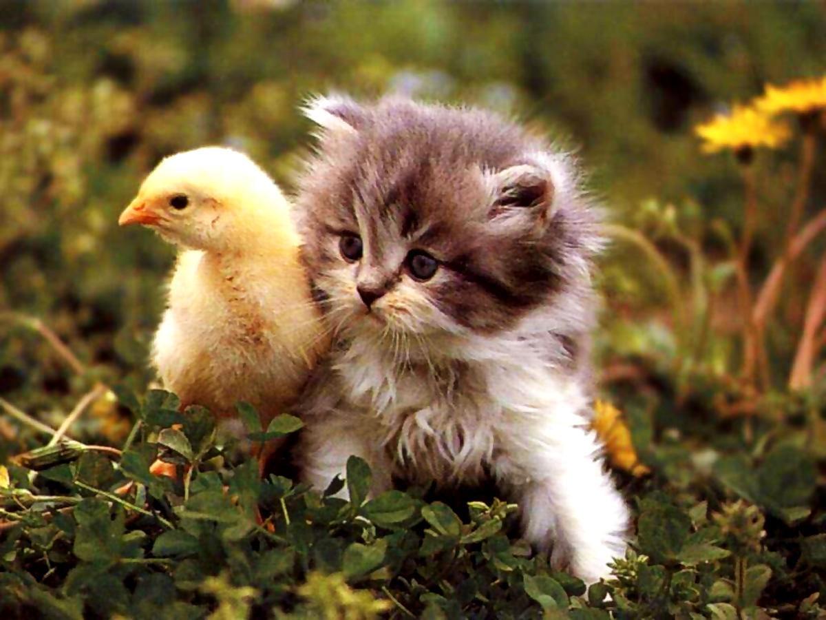 Cat and Bird Wallpapers - Top Free Cat and Bird Backgrounds ...