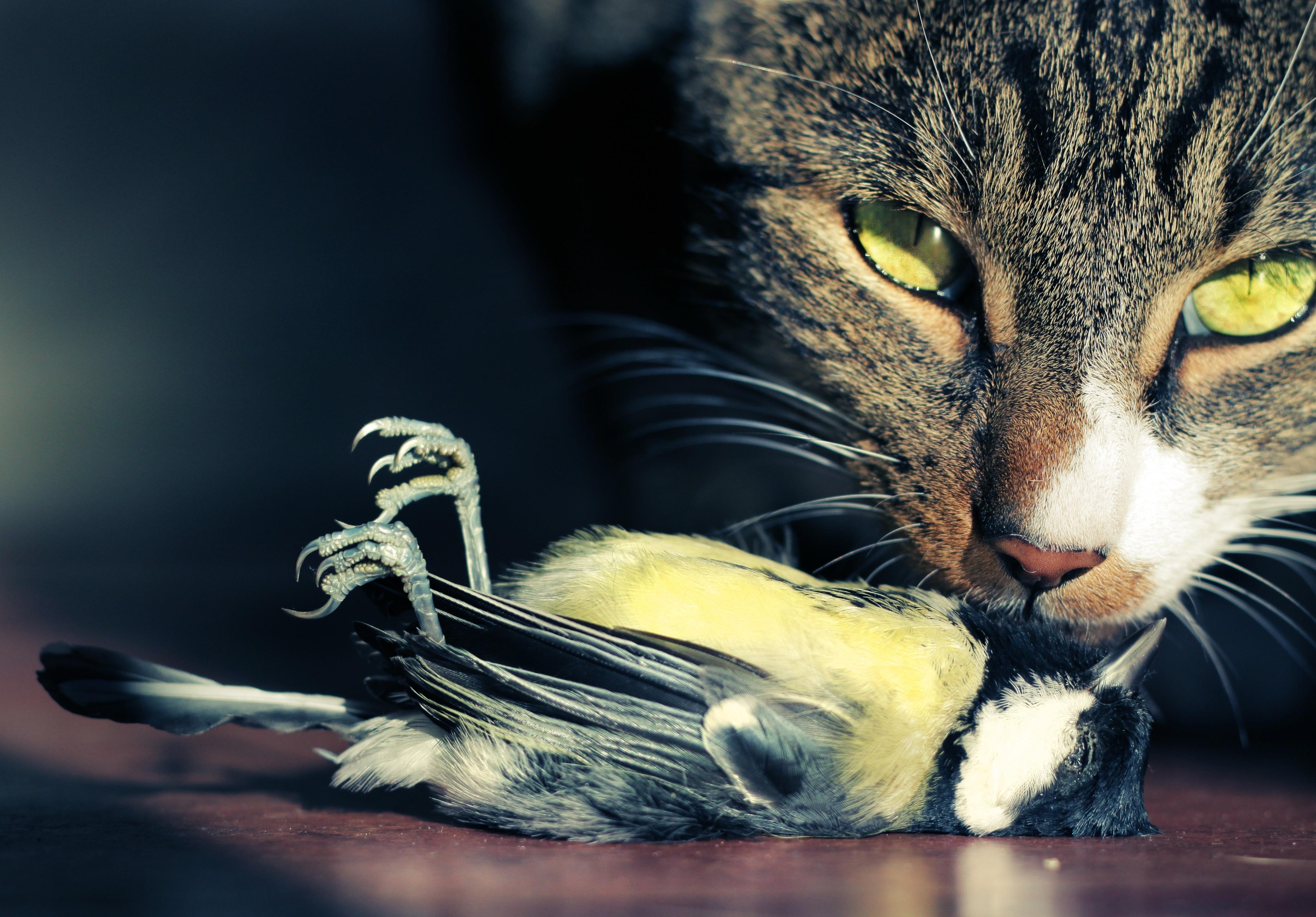 Cat and Bird Wallpapers - Top Free Cat and Bird Backgrounds ...