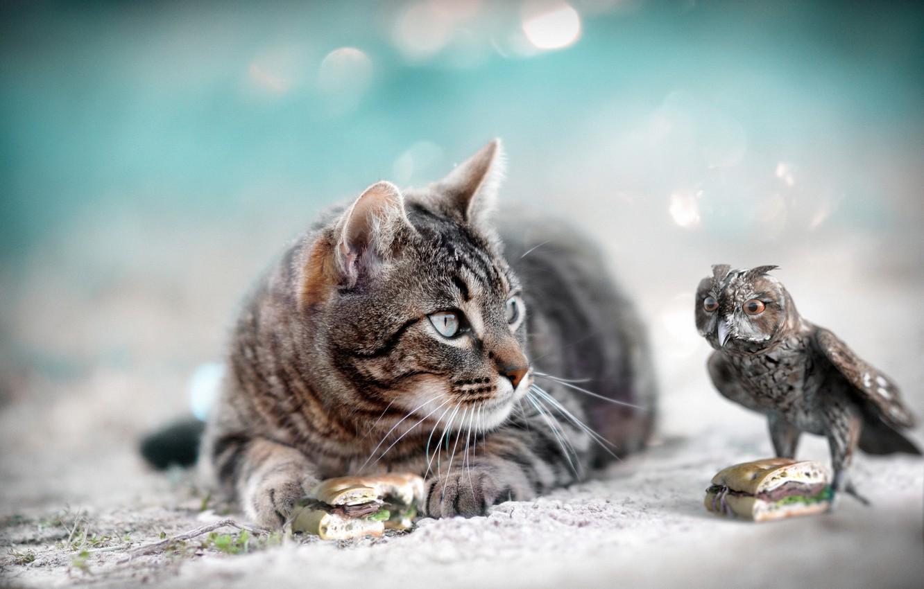 Cat and Bird Wallpapers - Top Free Cat and Bird Backgrounds ...