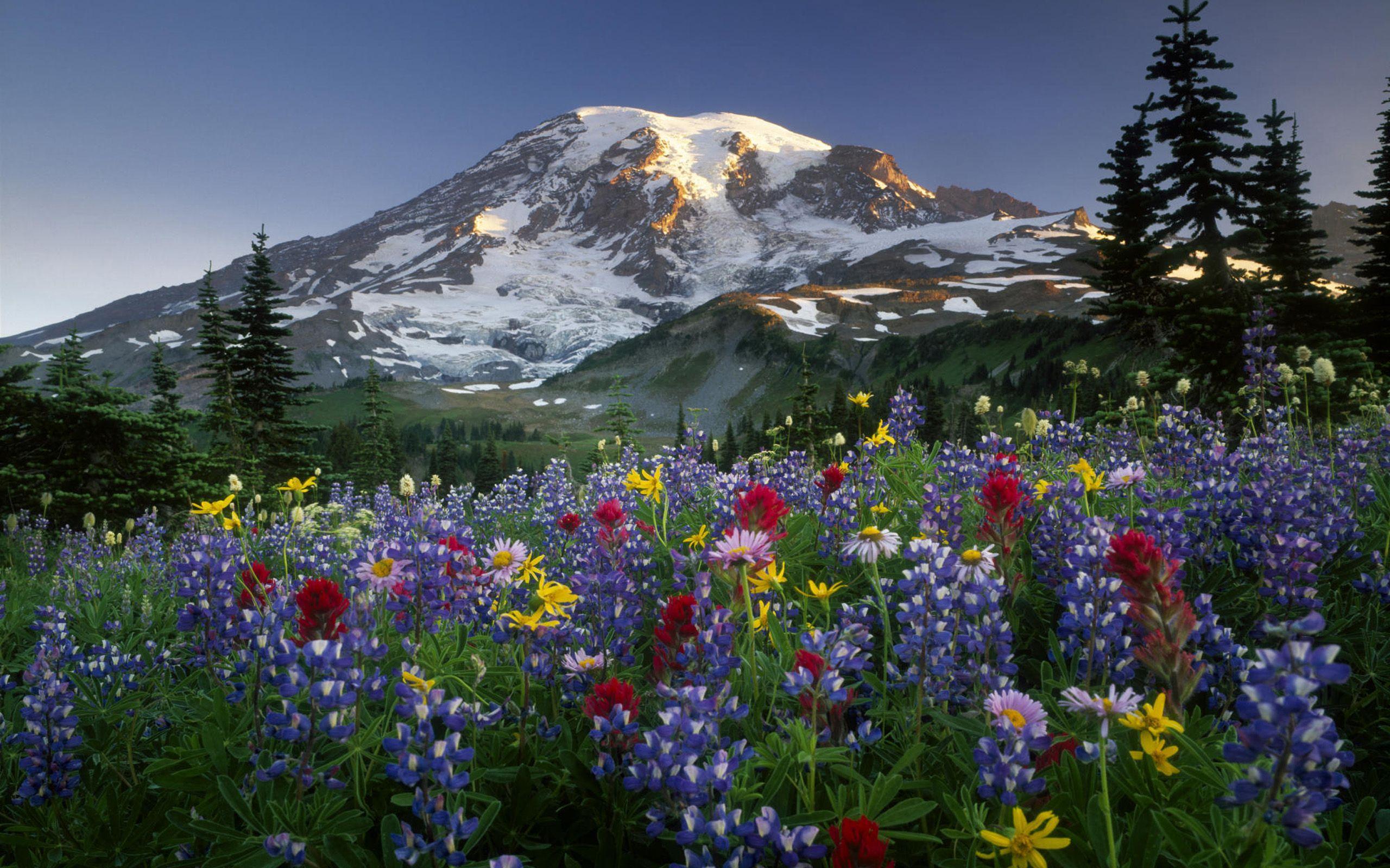 Mountains With Flowers Wallpapers - Top Free Mountains With Flowers ...