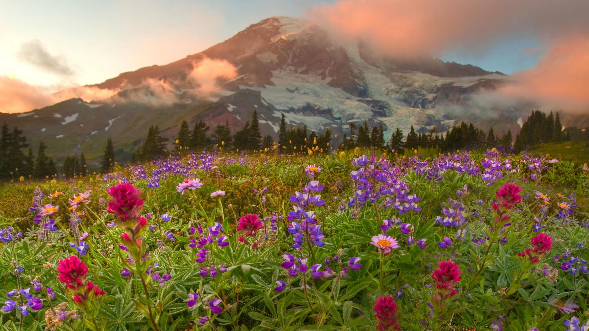 Mountain and Flowers Wallpapers - Top Free Mountain and Flowers ...