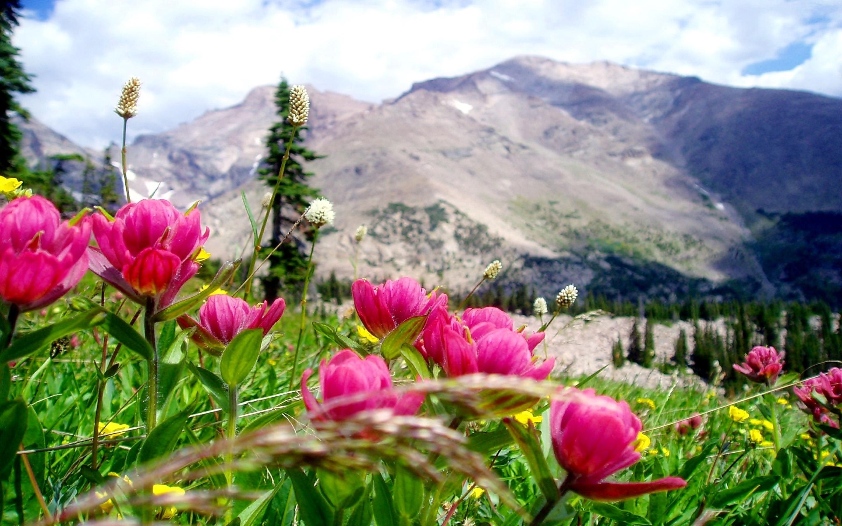 Mountain and Flowers Wallpapers - Top Free Mountain and Flowers ...