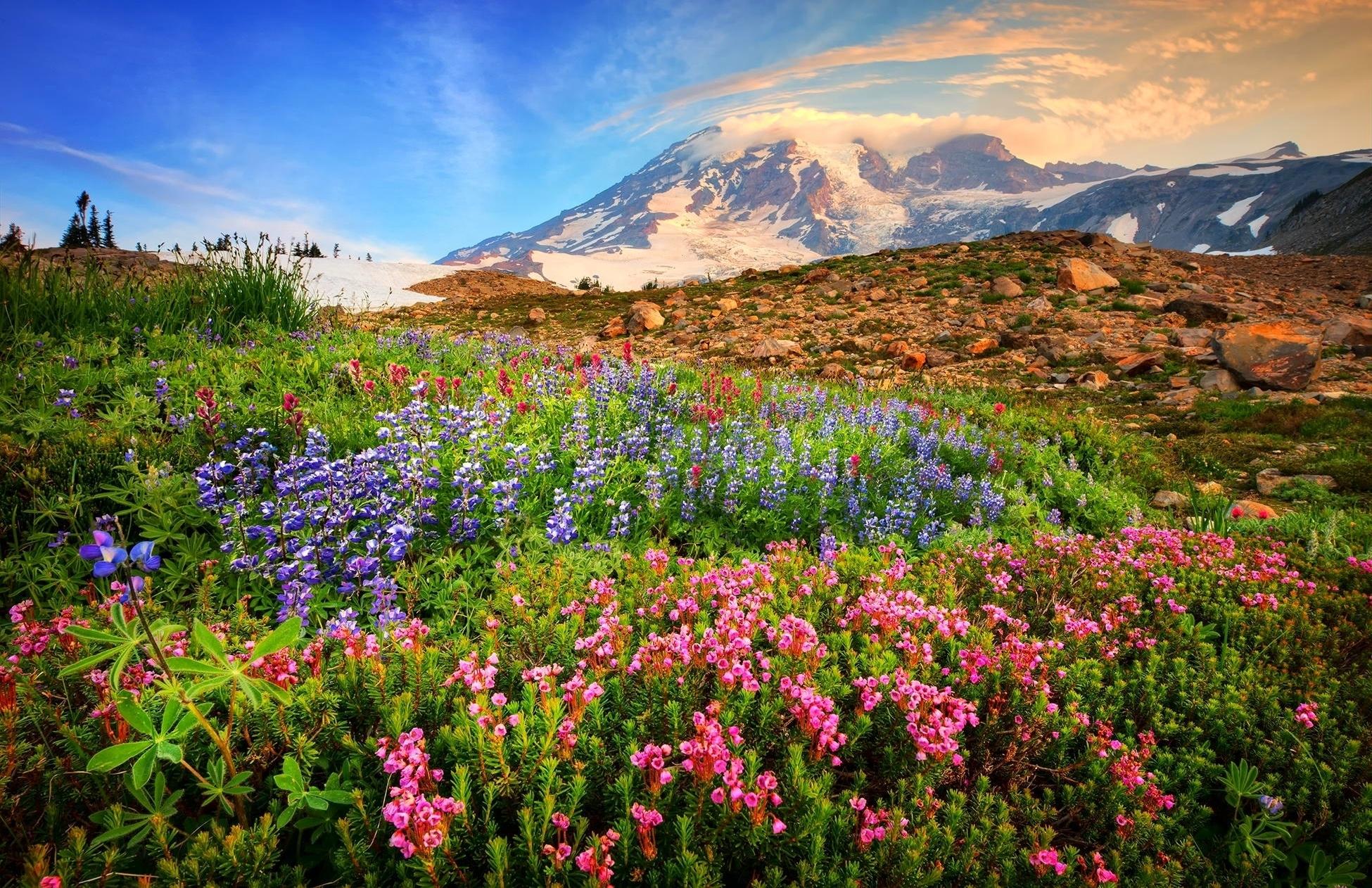 Mountain and Flowers Wallpapers - Top Free Mountain and Flowers ...