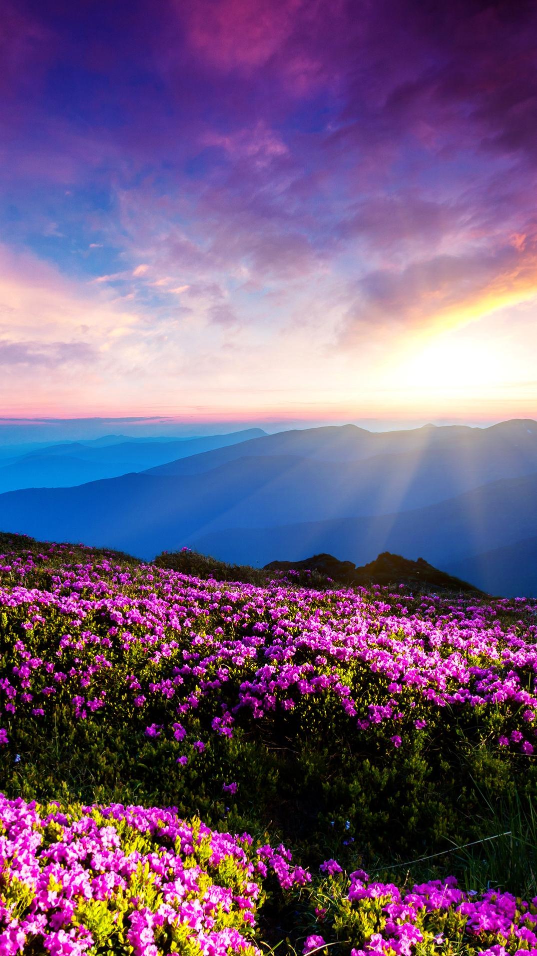 Mountain and Flowers Wallpapers - Top Free Mountain and Flowers ...