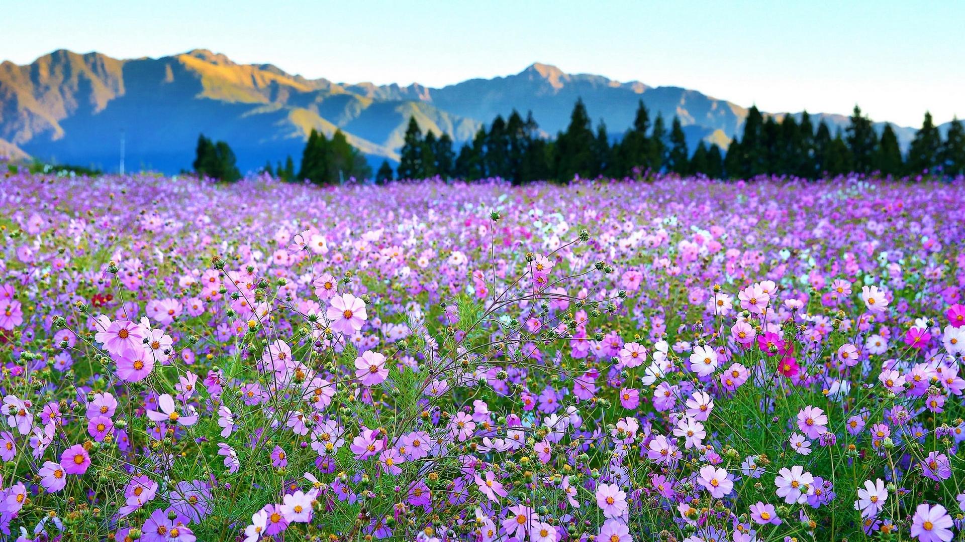 Mountain and Flowers Wallpapers - Top Free Mountain and Flowers ...