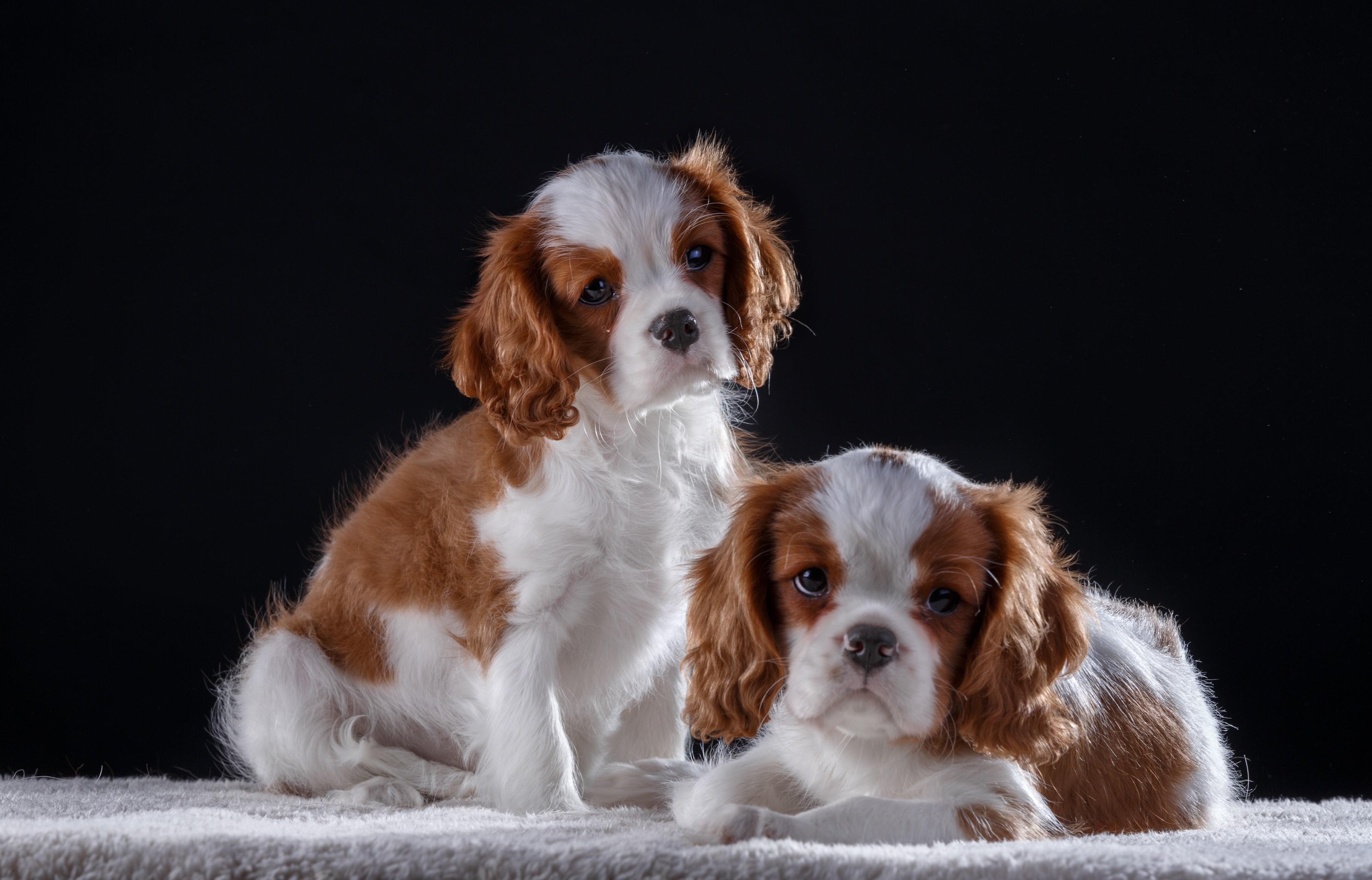Cavalier King Charles Spaniel Wallpapers - Top Free Cavalier King ...