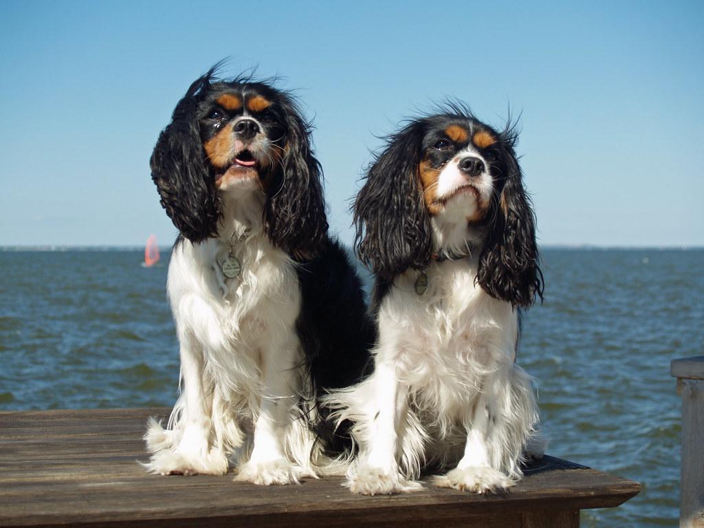 Cavalier King Charles Spaniel Wallpapers - Top Free Cavalier King ...