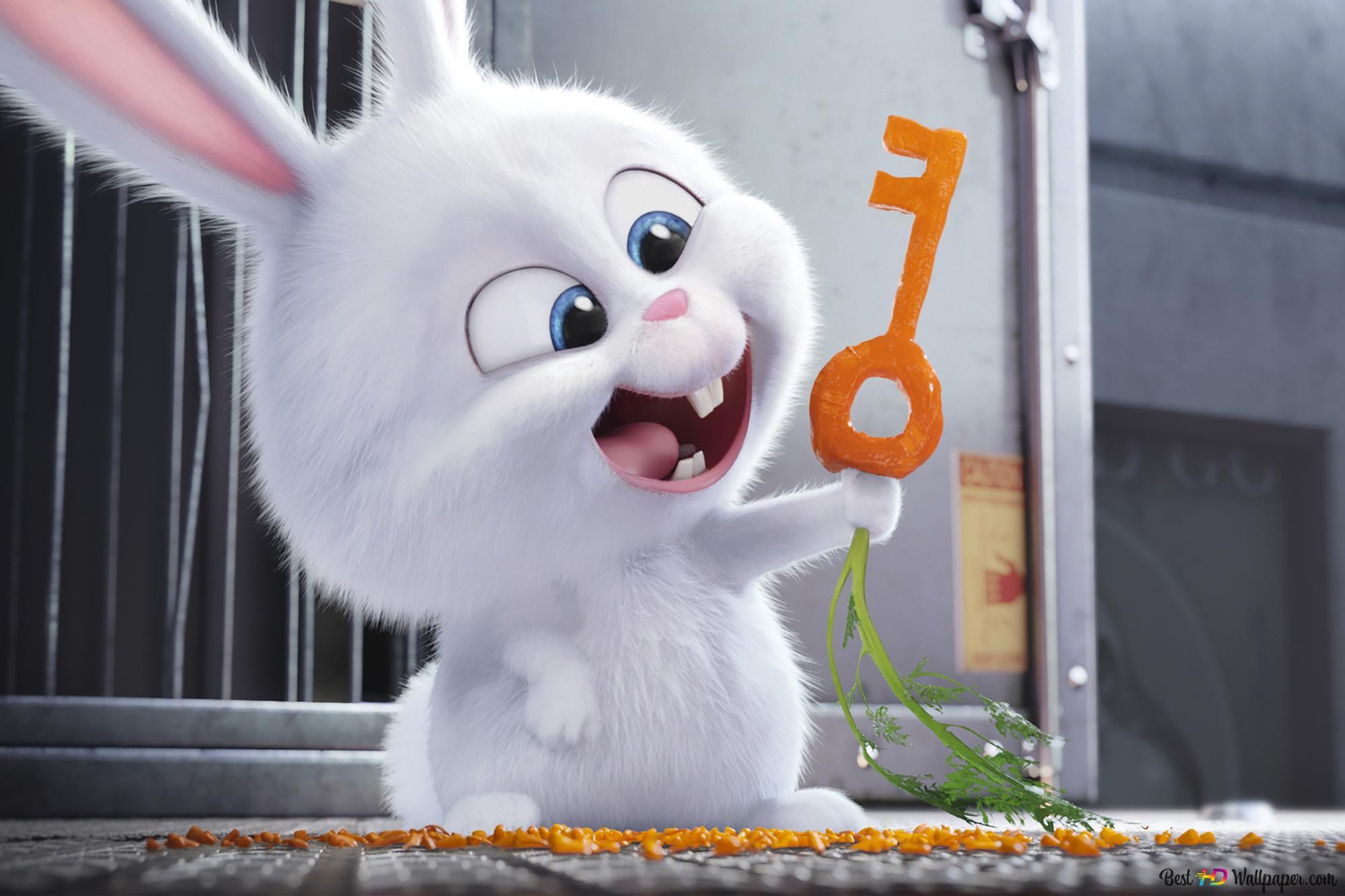 Snowball Rabbit Wallpapers - Top Free Snowball Rabbit Backgrounds ...