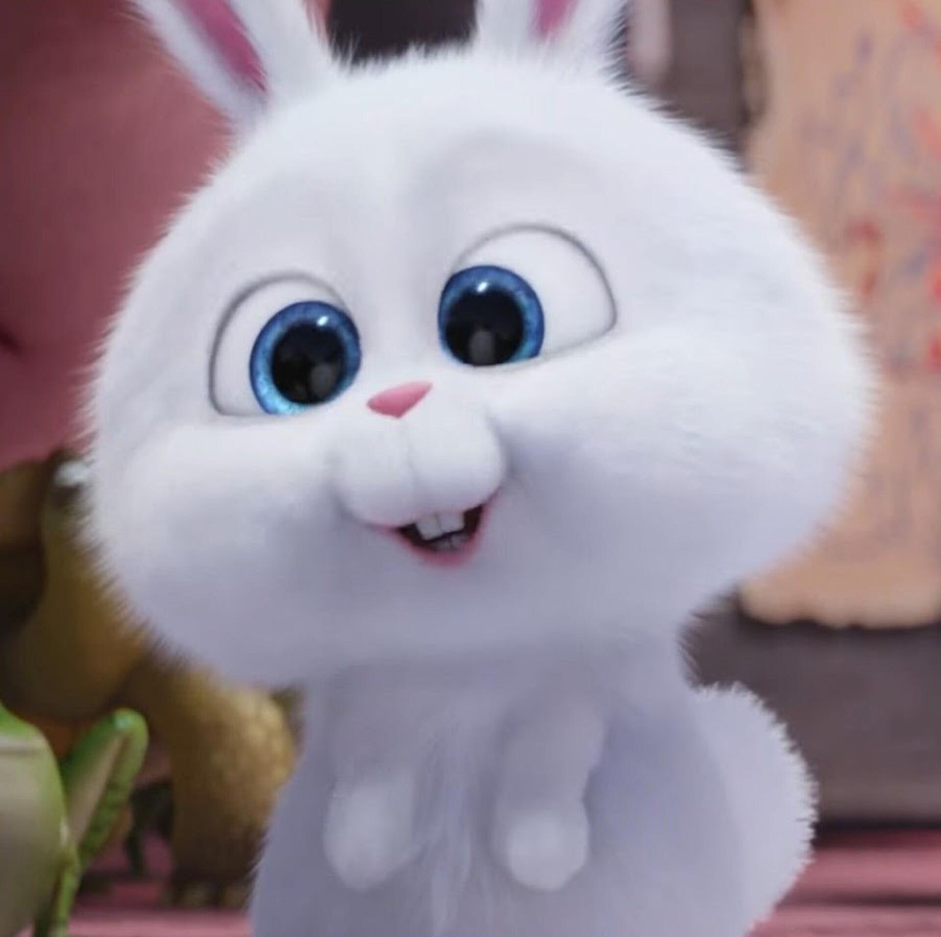 Snowball Rabbit Wallpapers - Top Free Snowball Rabbit Backgrounds ...