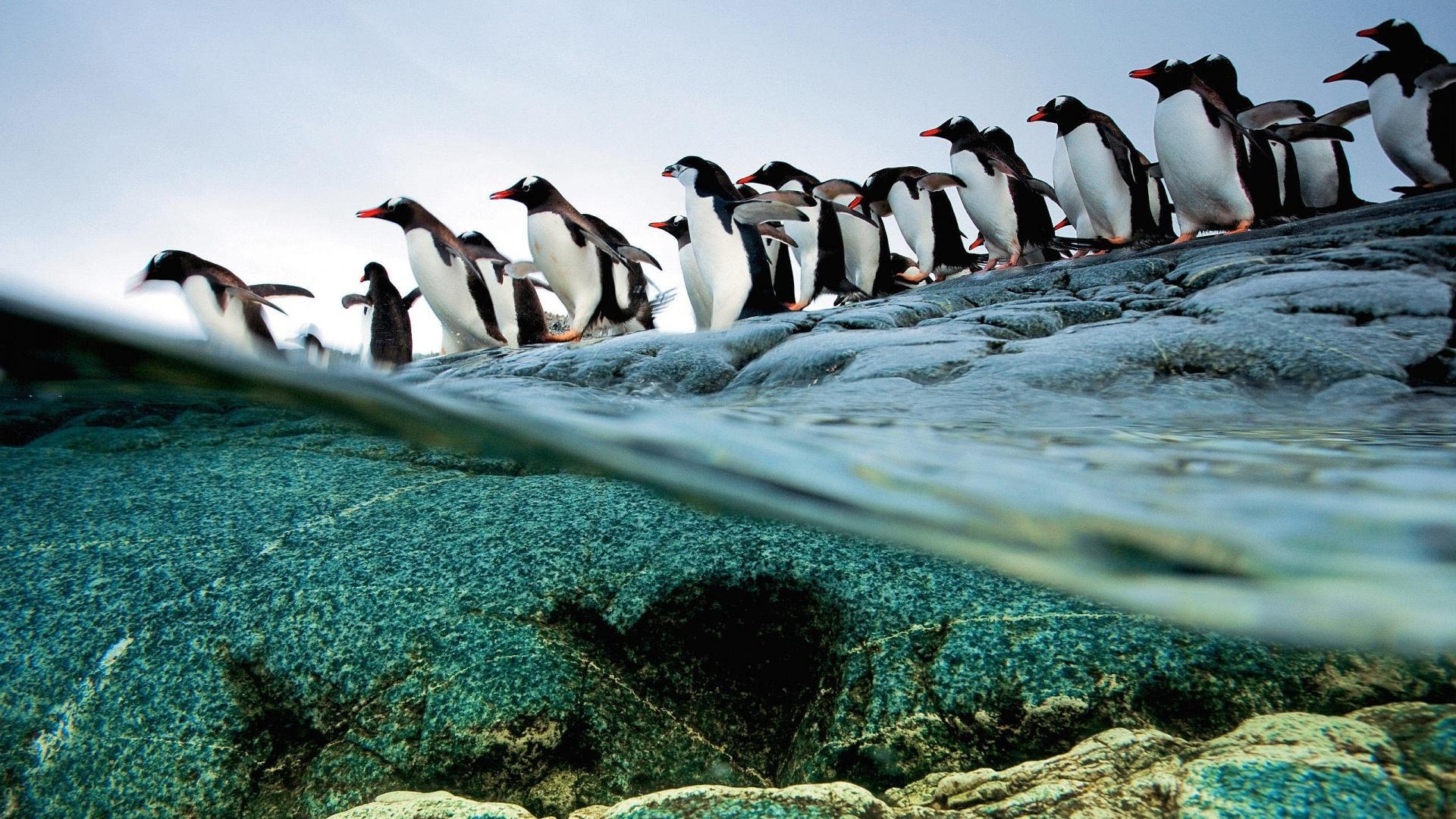 Penguin Computer Wallpapers - Top Free Penguin Computer Backgrounds ...