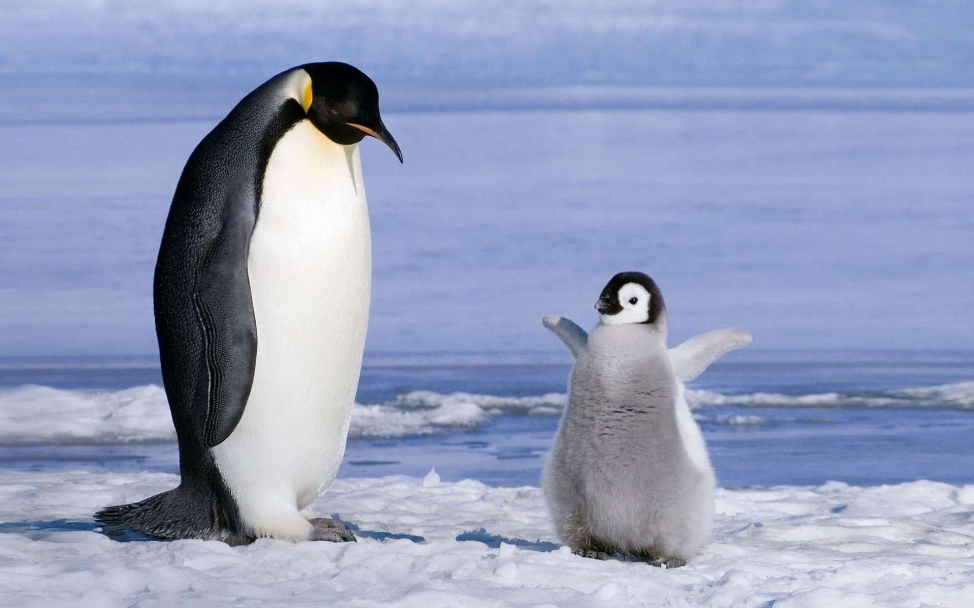 Penguin Computer Wallpapers - Top Free Penguin Computer Backgrounds ...