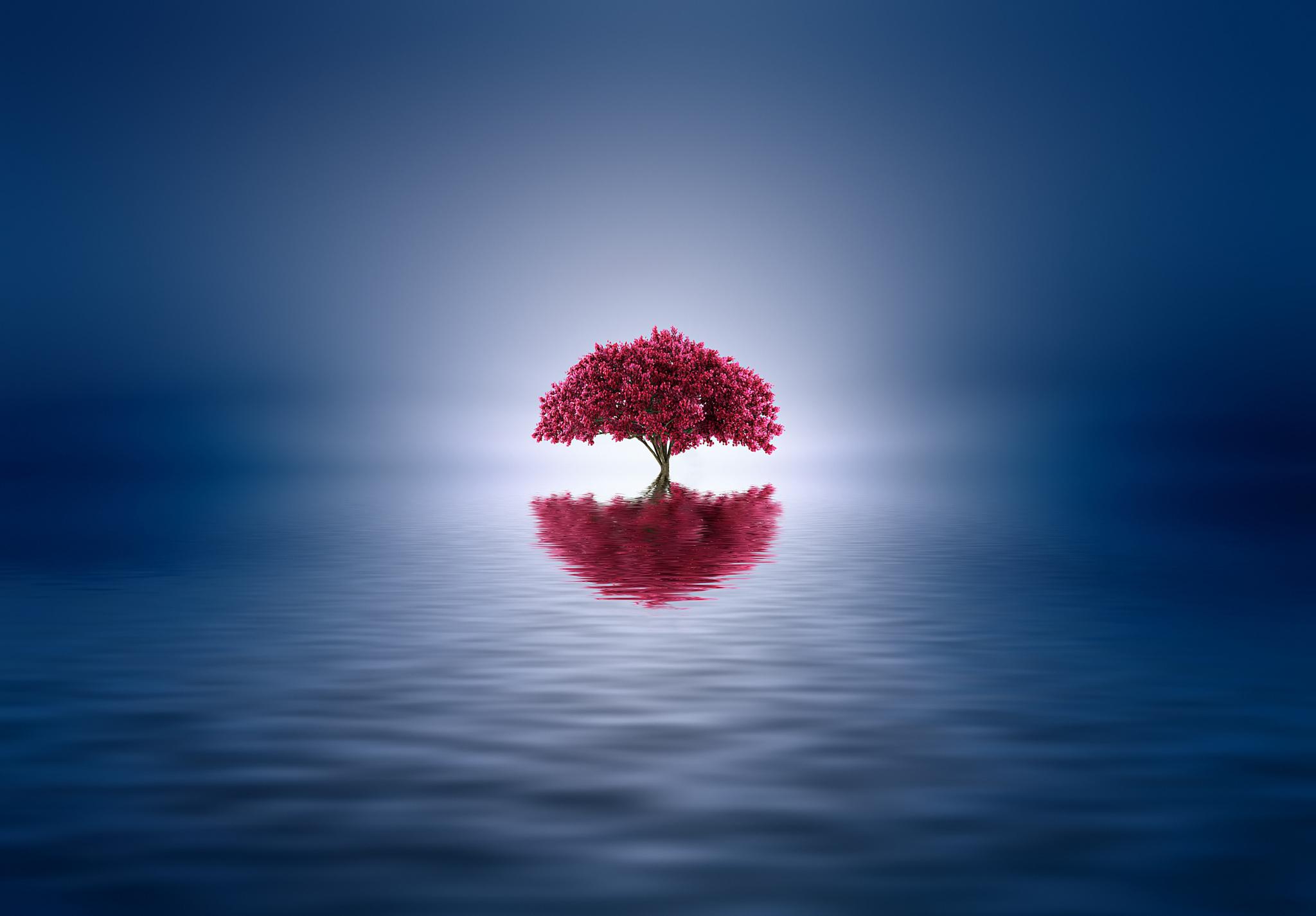 4K Lonely Tree Wallpapers - Top Free 4K Lonely Tree Backgrounds ...