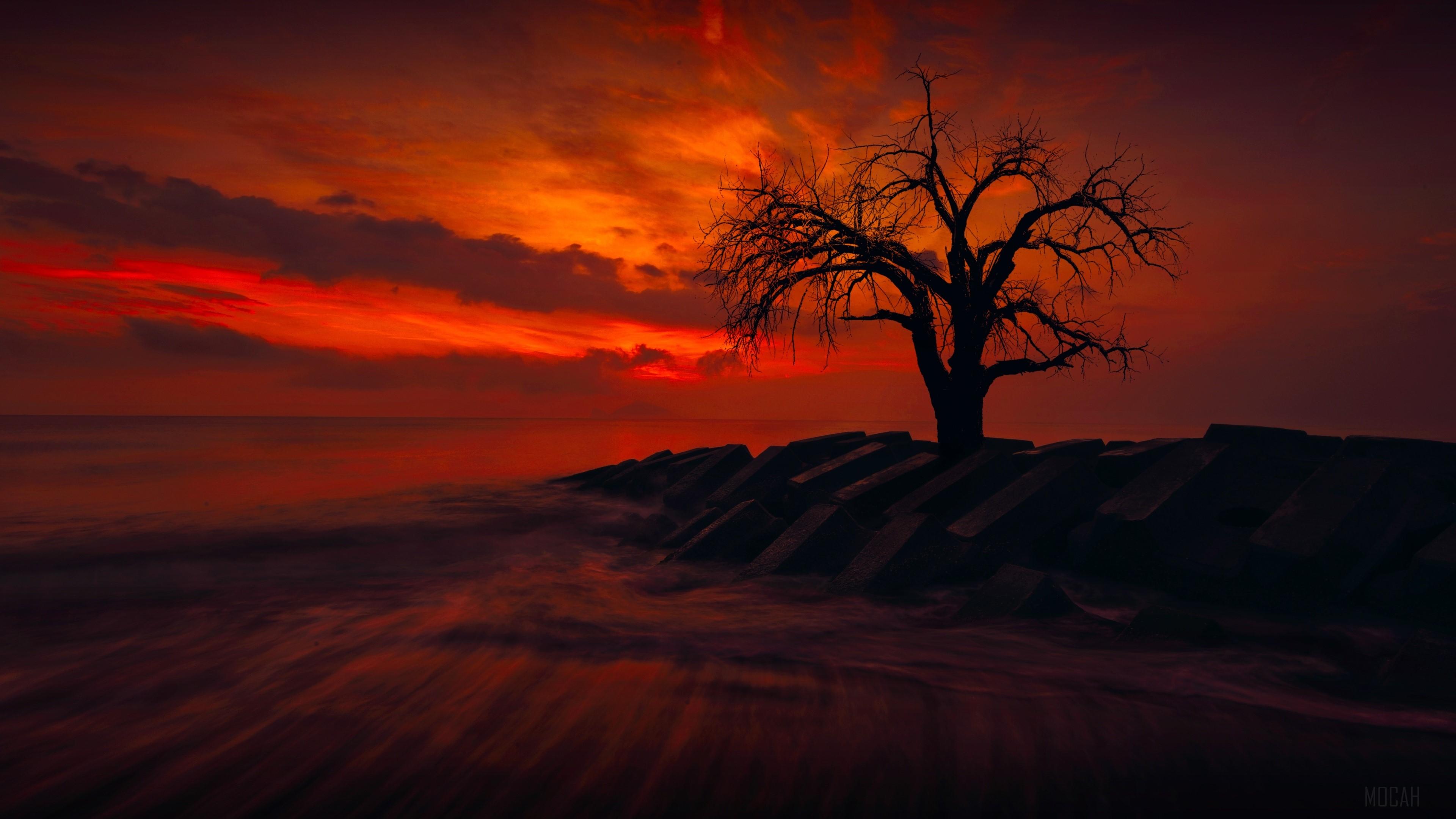 4K Lonely Tree Wallpapers - Top Free 4K Lonely Tree Backgrounds ...