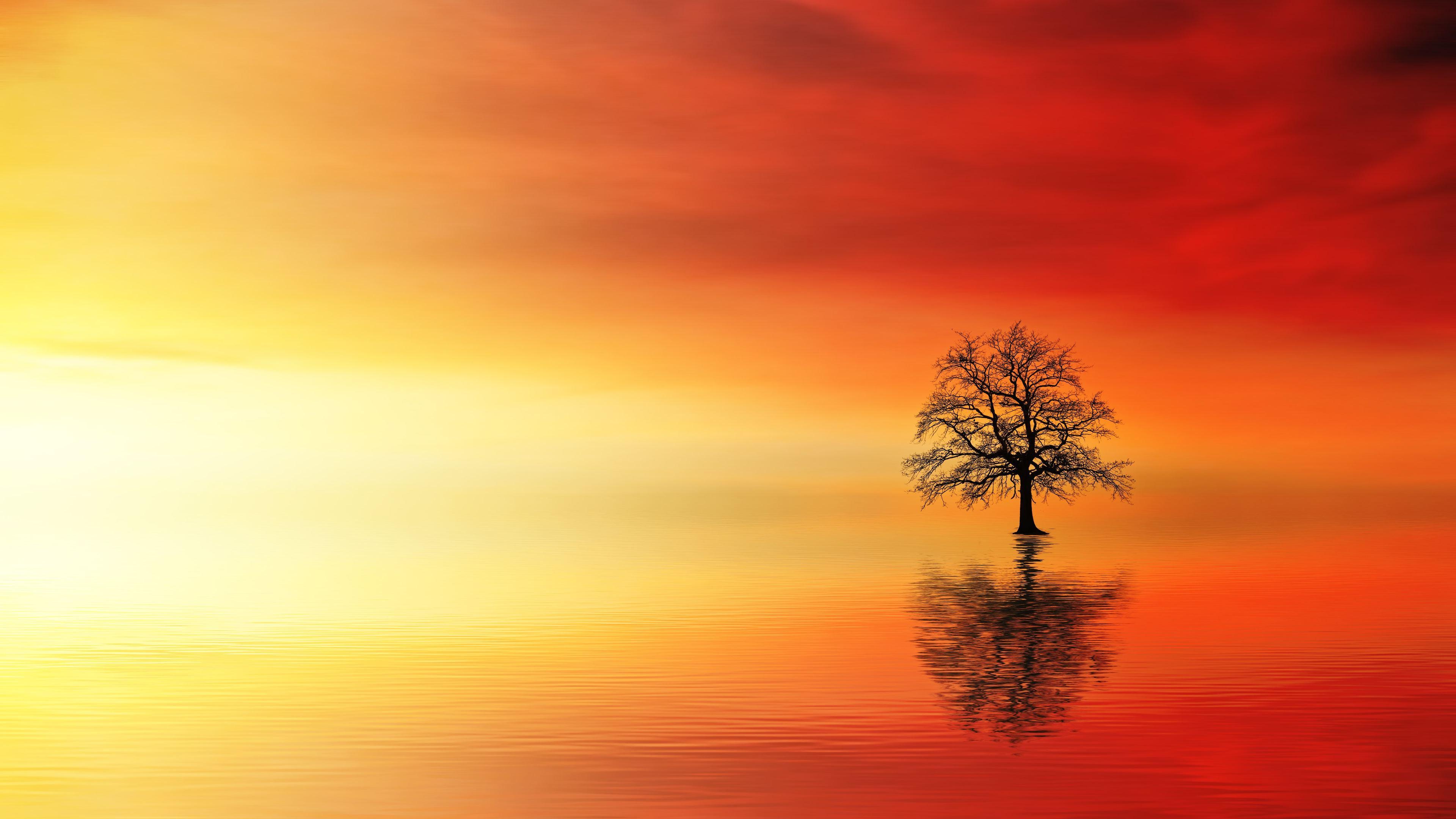 4K Lonely Tree Wallpapers - Top Free 4K Lonely Tree Backgrounds ...