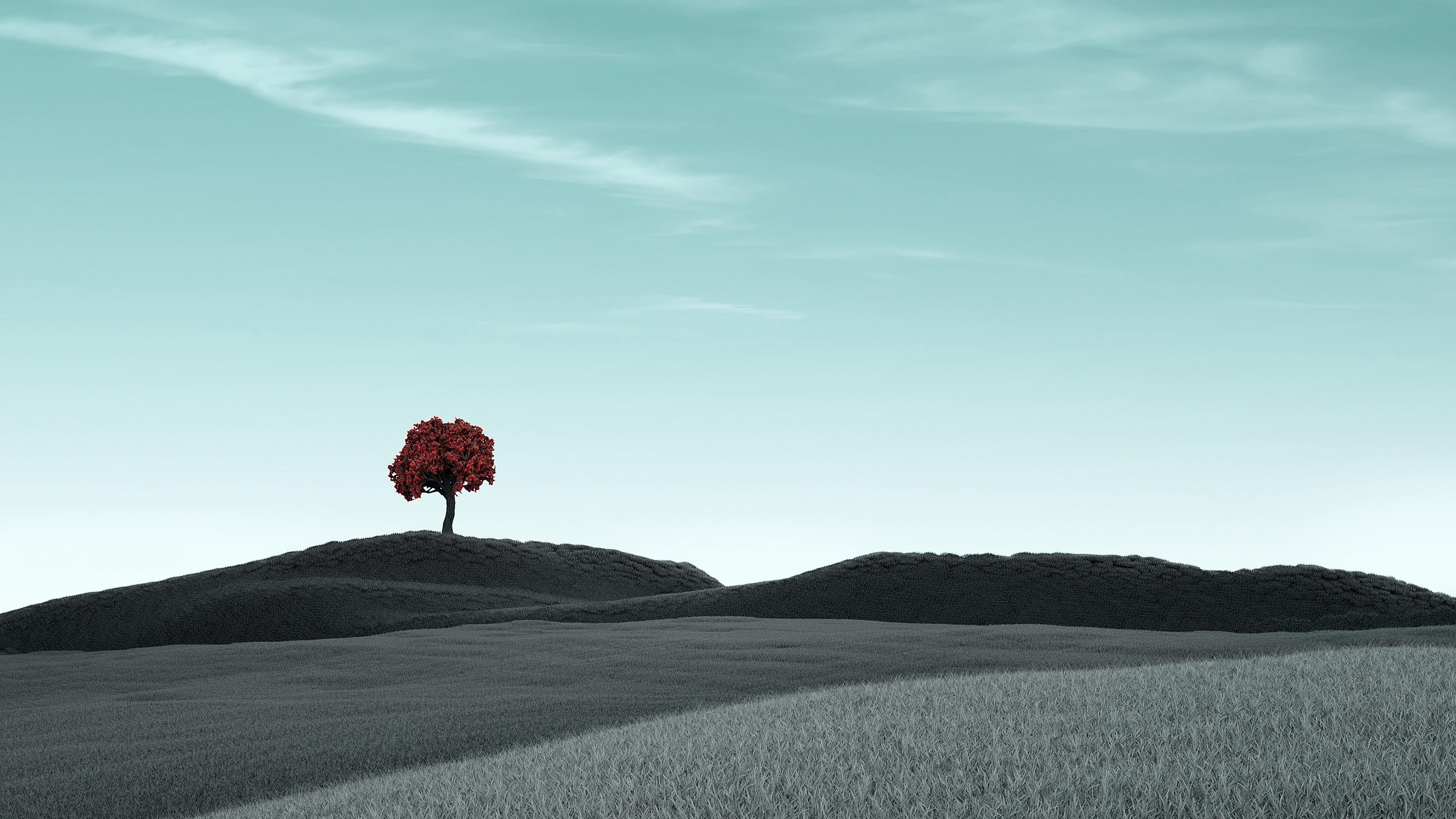 4K Lonely Tree Wallpapers - Top Free 4K Lonely Tree Backgrounds ...