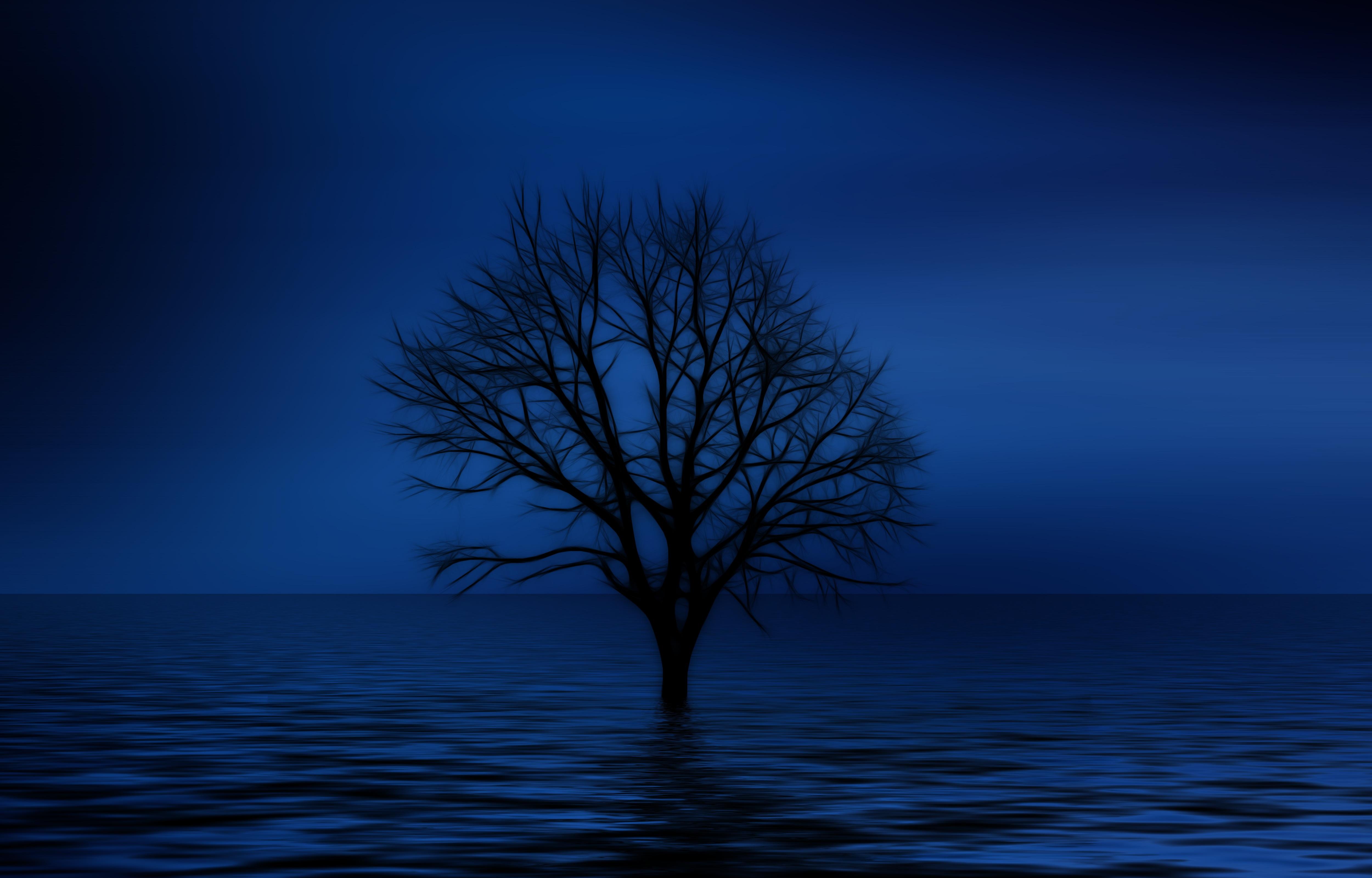 4K Lonely Tree Wallpapers - Top Free 4K Lonely Tree Backgrounds ...
