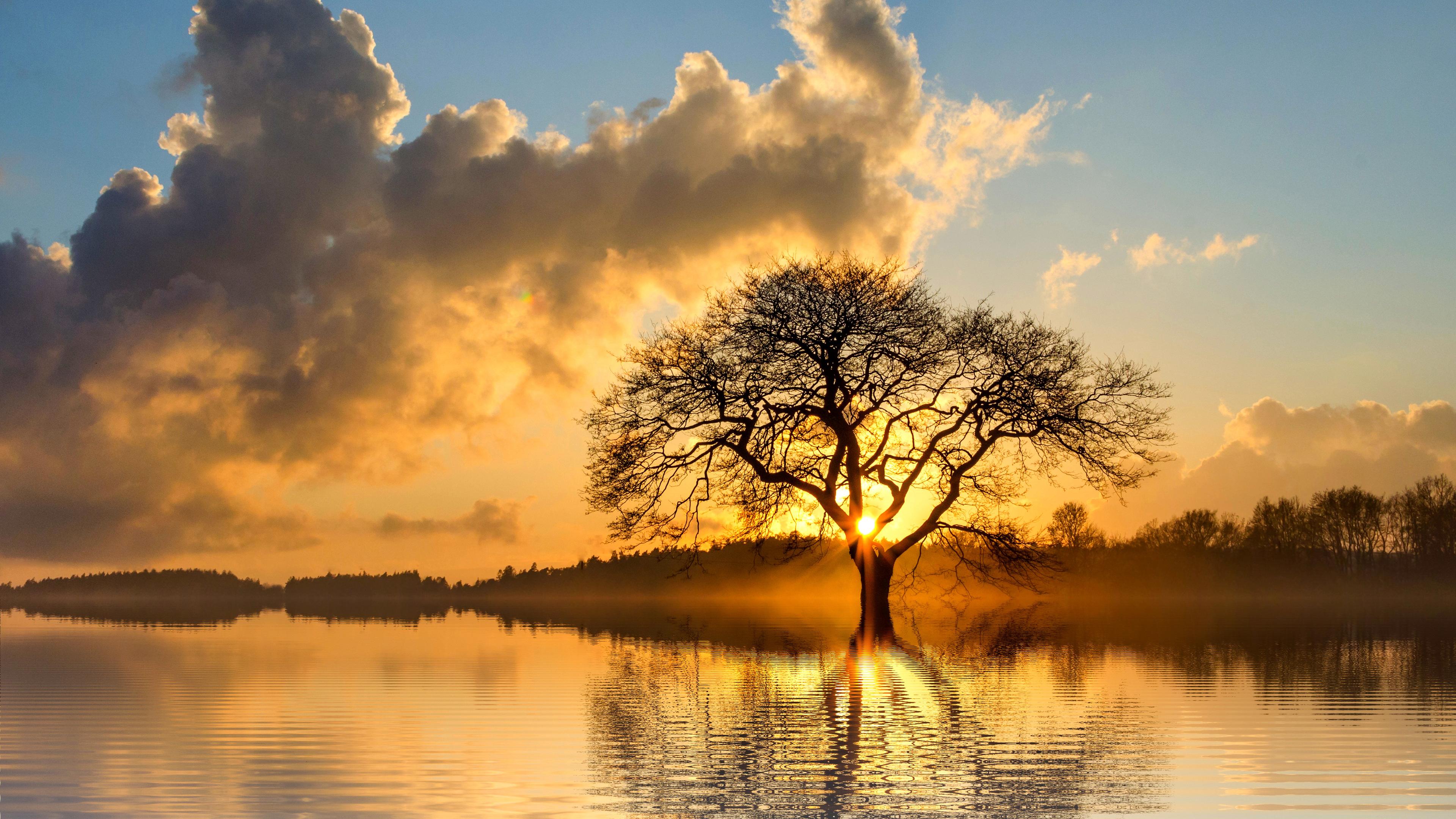 4K Lonely Tree Wallpapers - Top Free 4K Lonely Tree Backgrounds ...