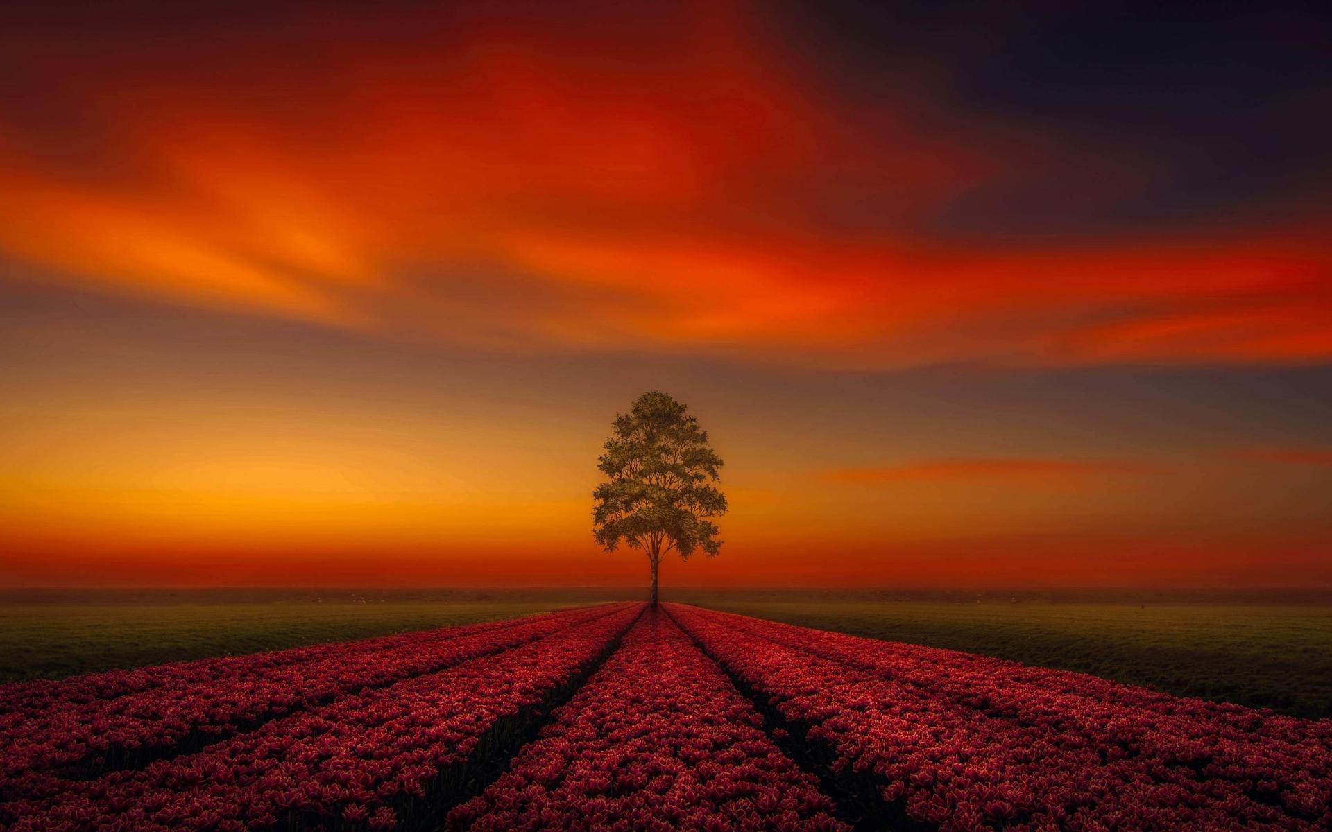 4K Lonely Tree Wallpapers - Top Free 4K Lonely Tree Backgrounds ...