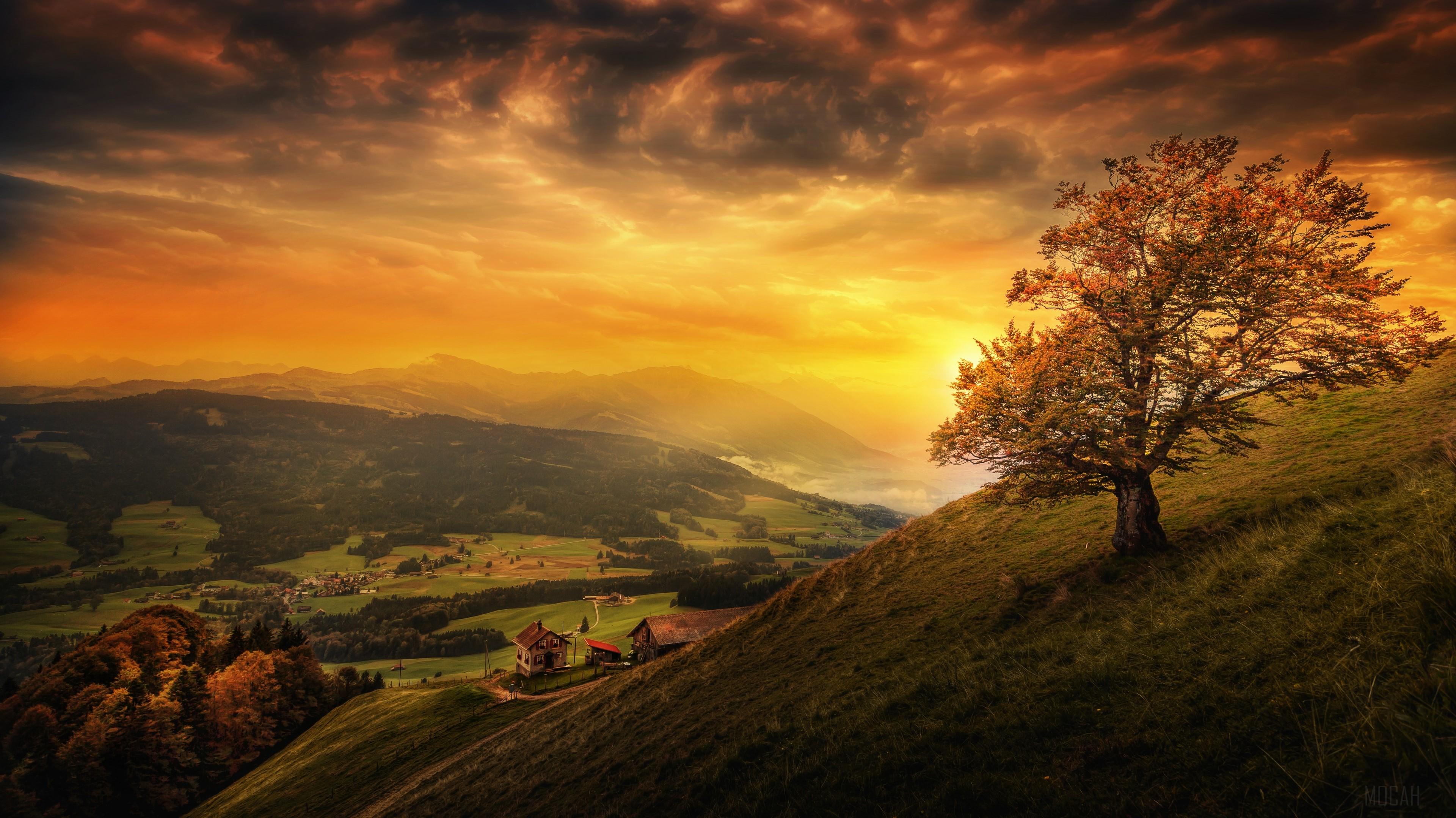 4K Lonely Tree Wallpapers - Top Free 4K Lonely Tree Backgrounds ...