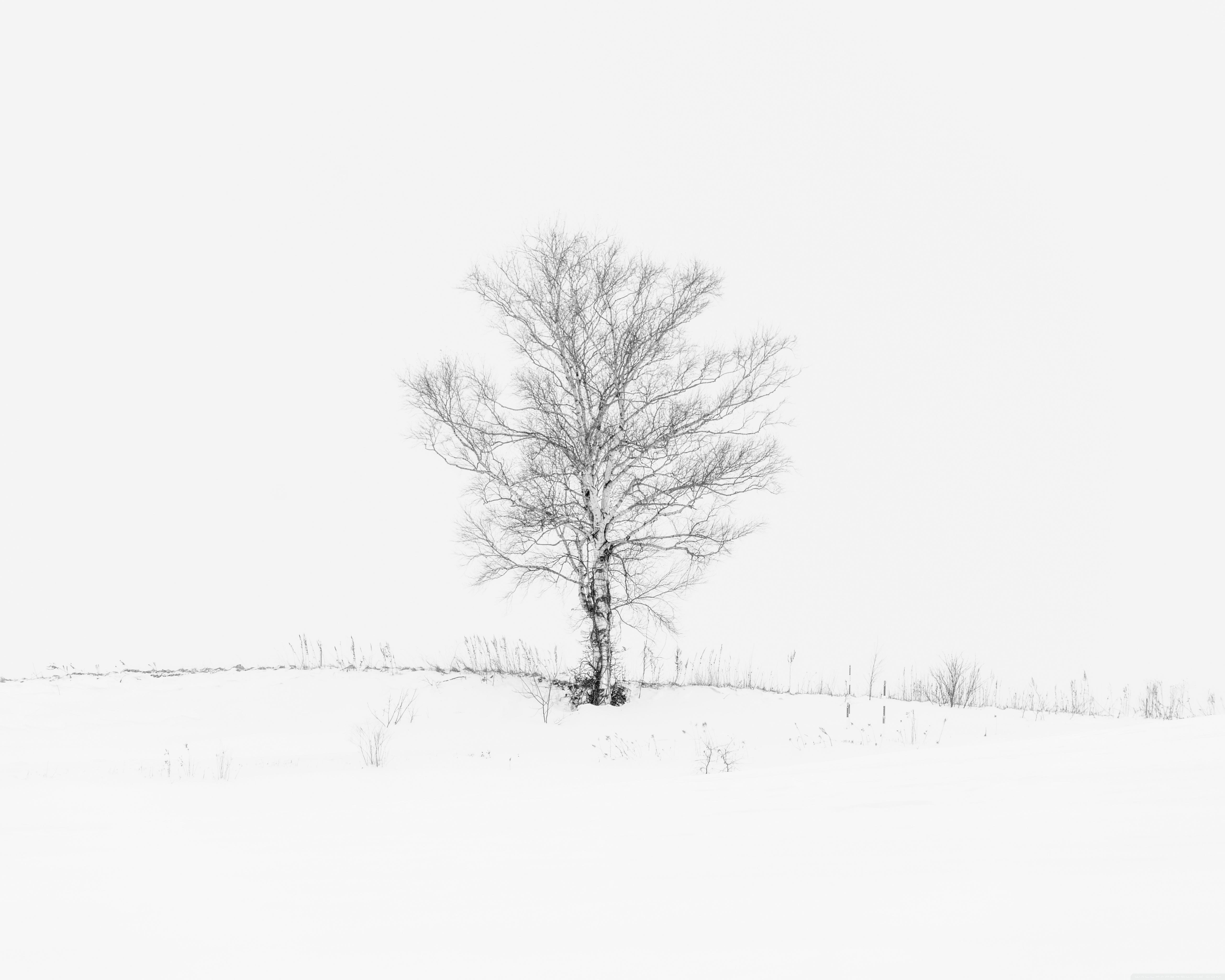 4K Lonely Tree Wallpapers - Top Free 4K Lonely Tree Backgrounds ...