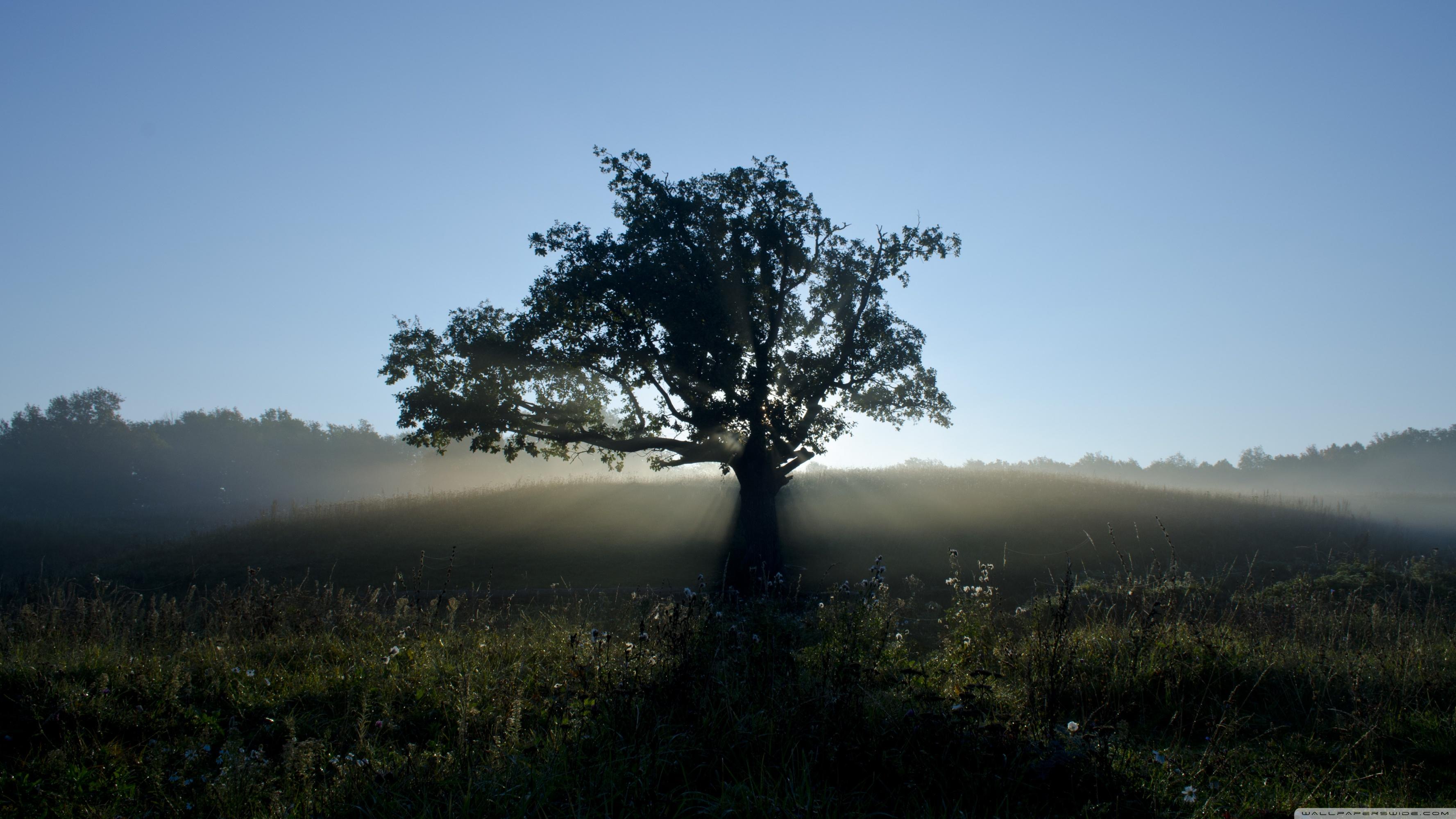 4K Lonely Tree Wallpapers - Top Free 4K Lonely Tree Backgrounds ...