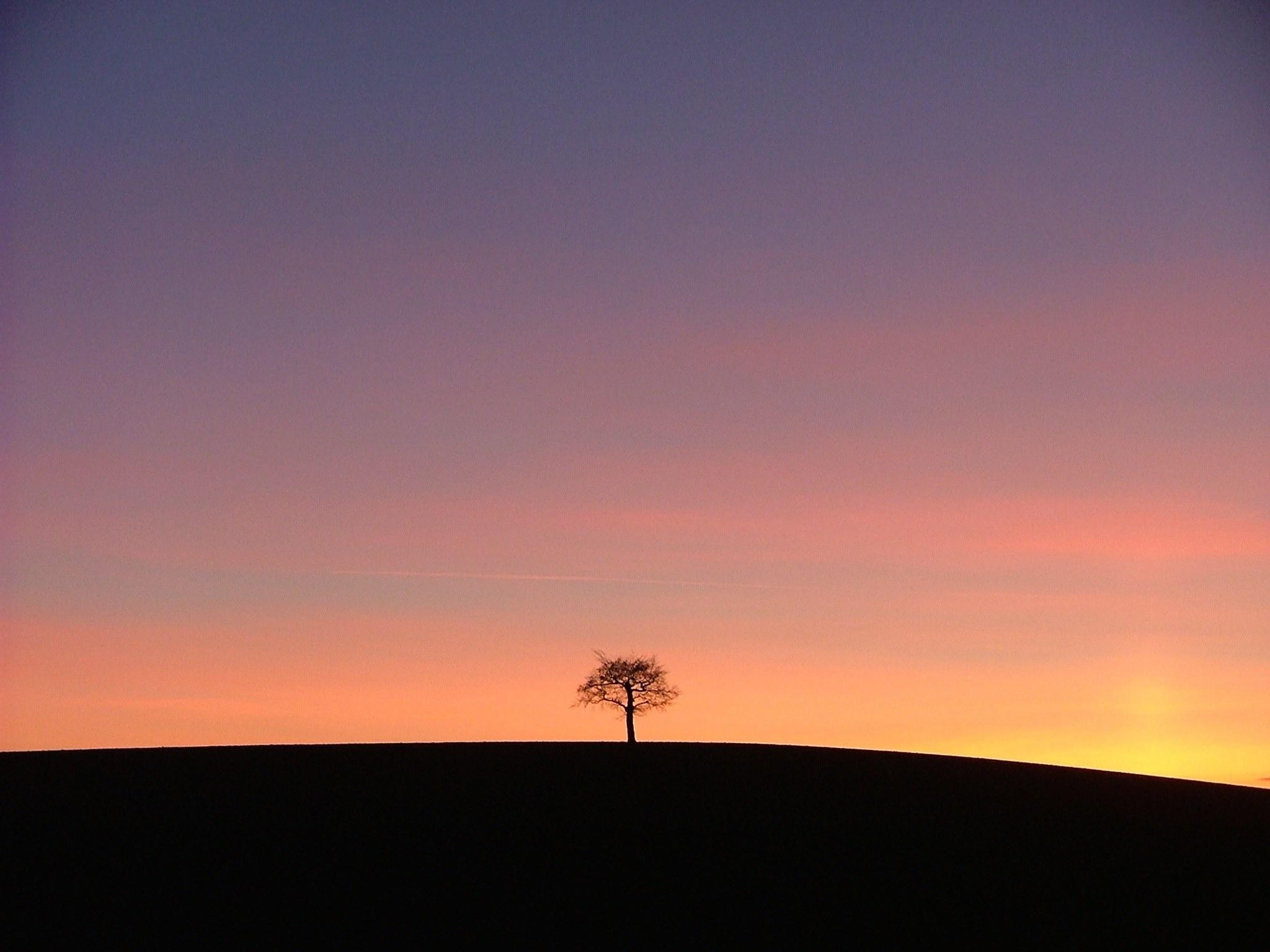 4K Lonely Tree Wallpapers - Top Free 4K Lonely Tree Backgrounds ...