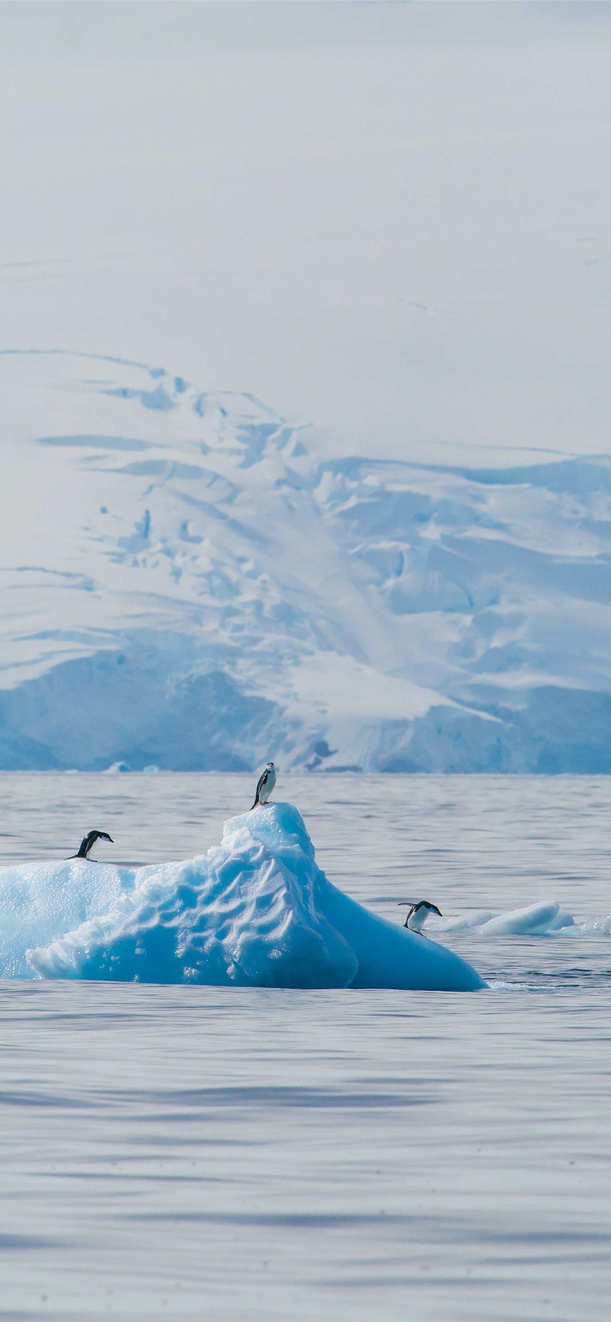 Arctic Phone Wallpapers - Top Free Arctic Phone Backgrounds ...