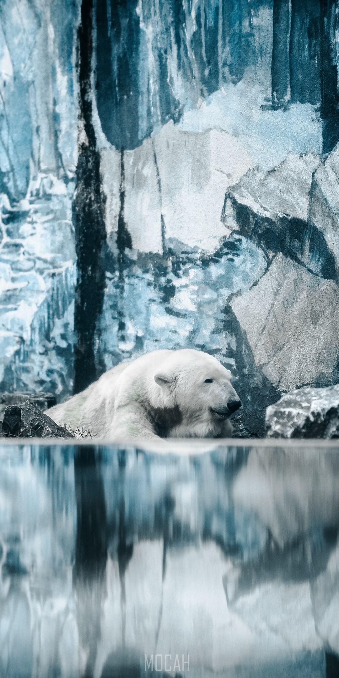 Arctic Phone Wallpapers - Top Free Arctic Phone Backgrounds ...