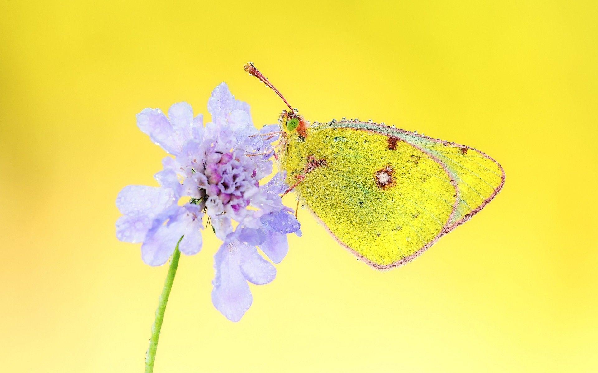 Yellow Butterfly Wallpapers - Top Free Yellow Butterfly Backgrounds ...