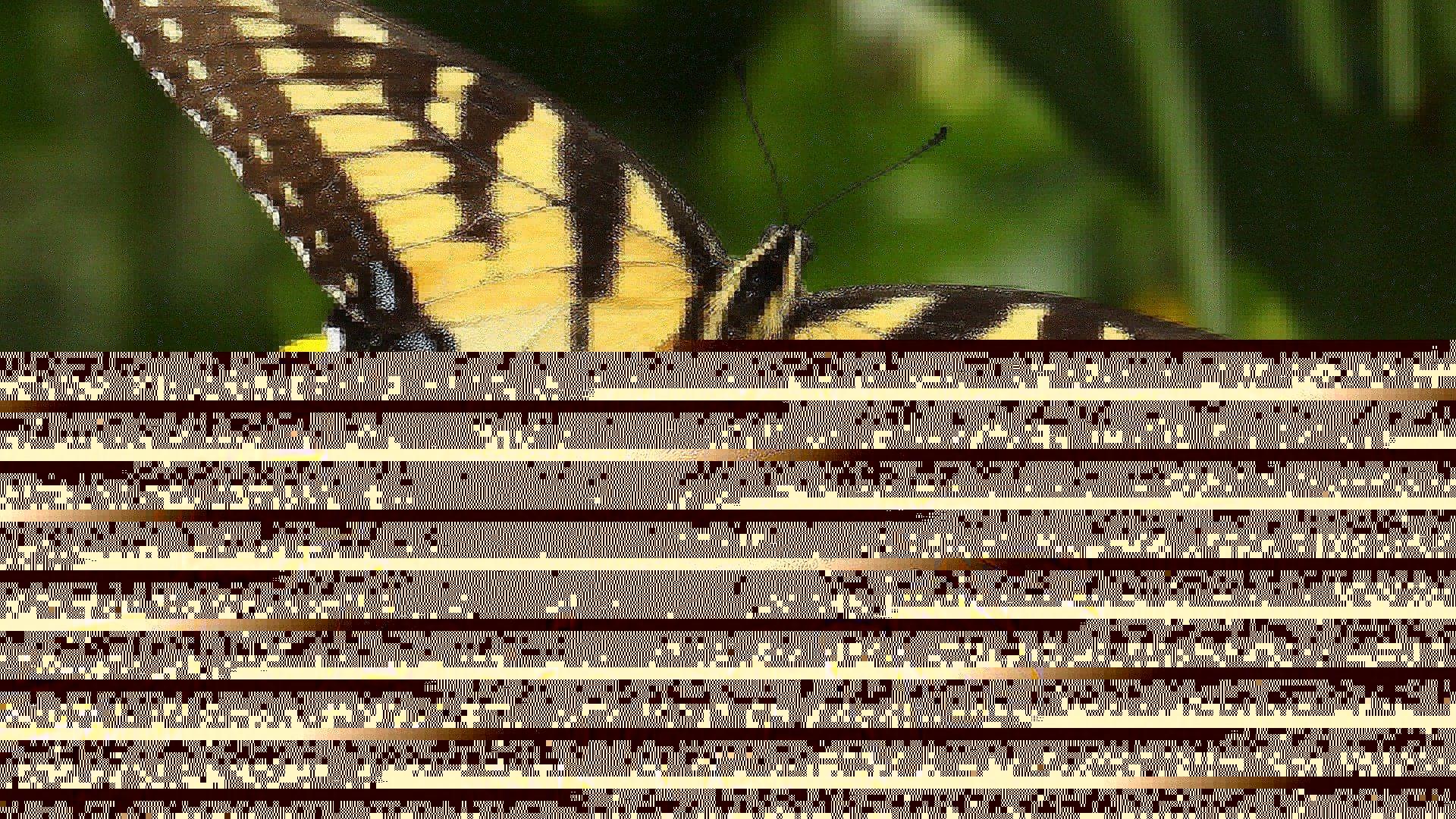 Yellow Butterfly Wallpapers - Top Free Yellow Butterfly Backgrounds ...