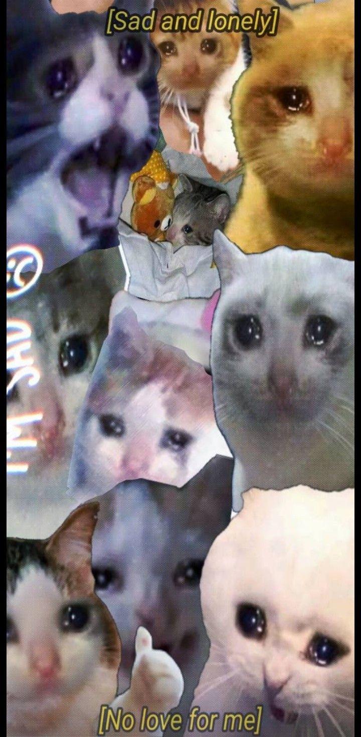Crying Cat Wallpapers - Top Free Crying Cat Backgrounds - WallpaperAccess
