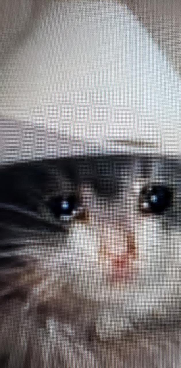 Crying Cat Wallpapers - Top Free Crying Cat Backgrounds - WallpaperAccess