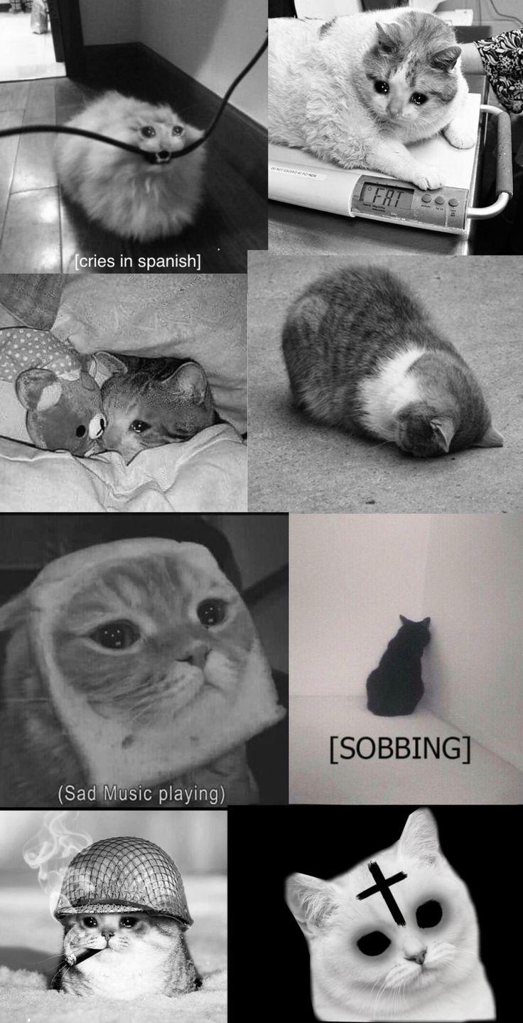 Crying Cat Wallpapers - Top Free Crying Cat Backgrounds - WallpaperAccess