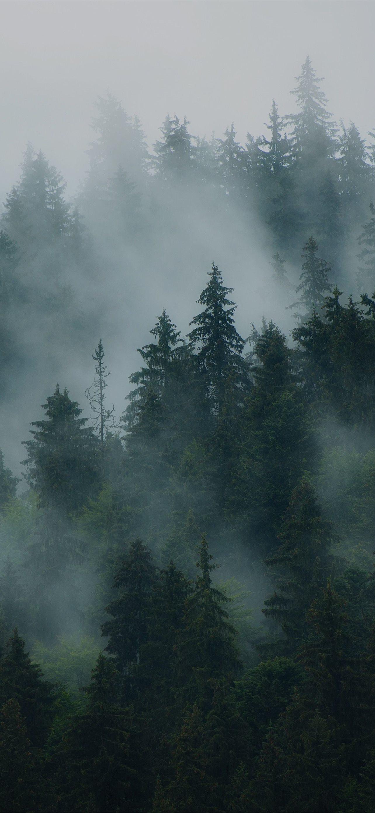 Morning Mist Wallpapers - Top Free Morning Mist Backgrounds ...