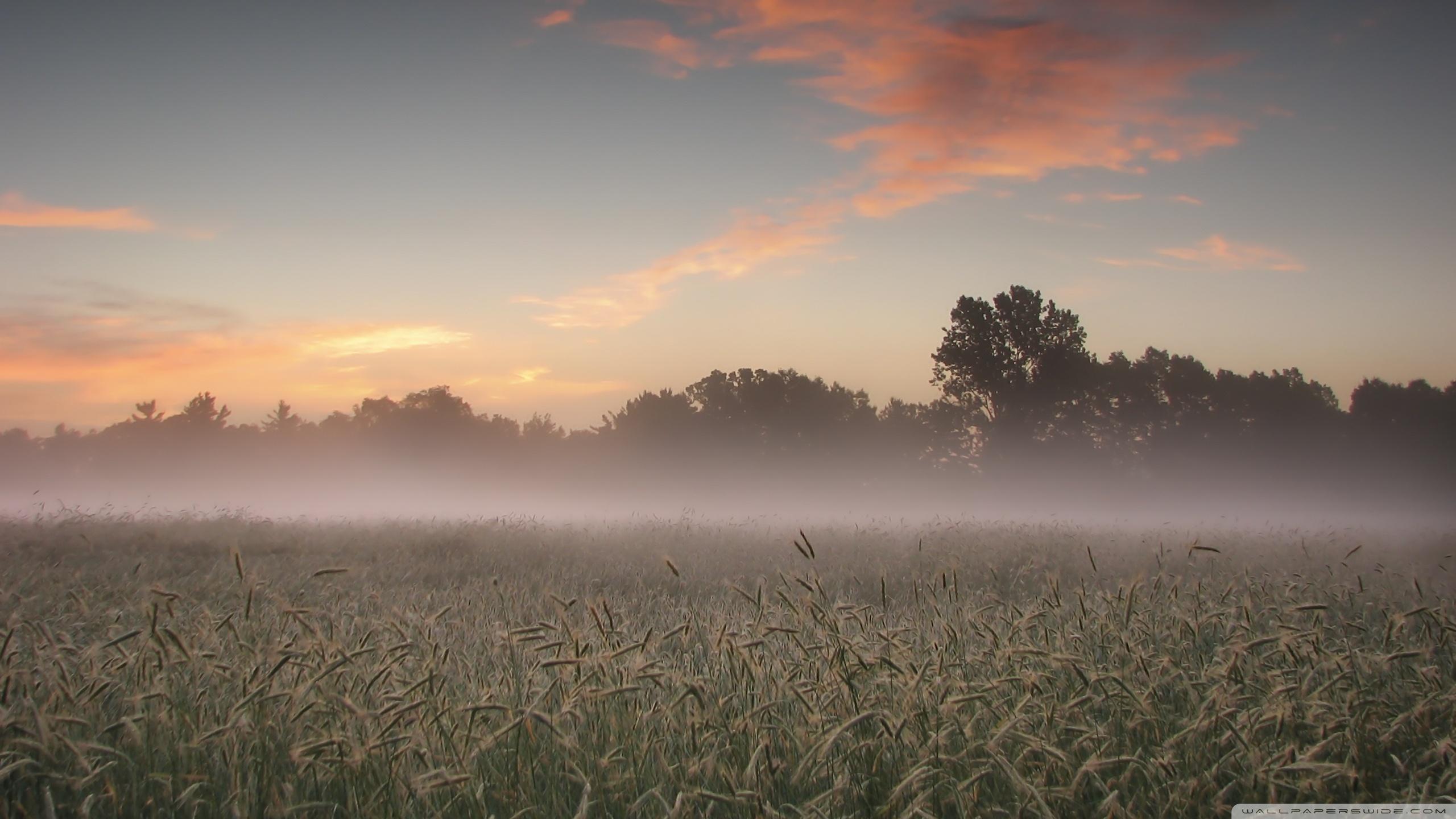 Morning Mist Wallpapers - Top Free Morning Mist Backgrounds ...