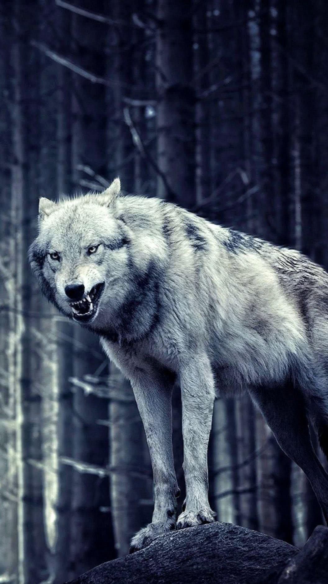 Angry Wolf iPhone Wallpapers - Top Free Angry Wolf iPhone Backgrounds ...