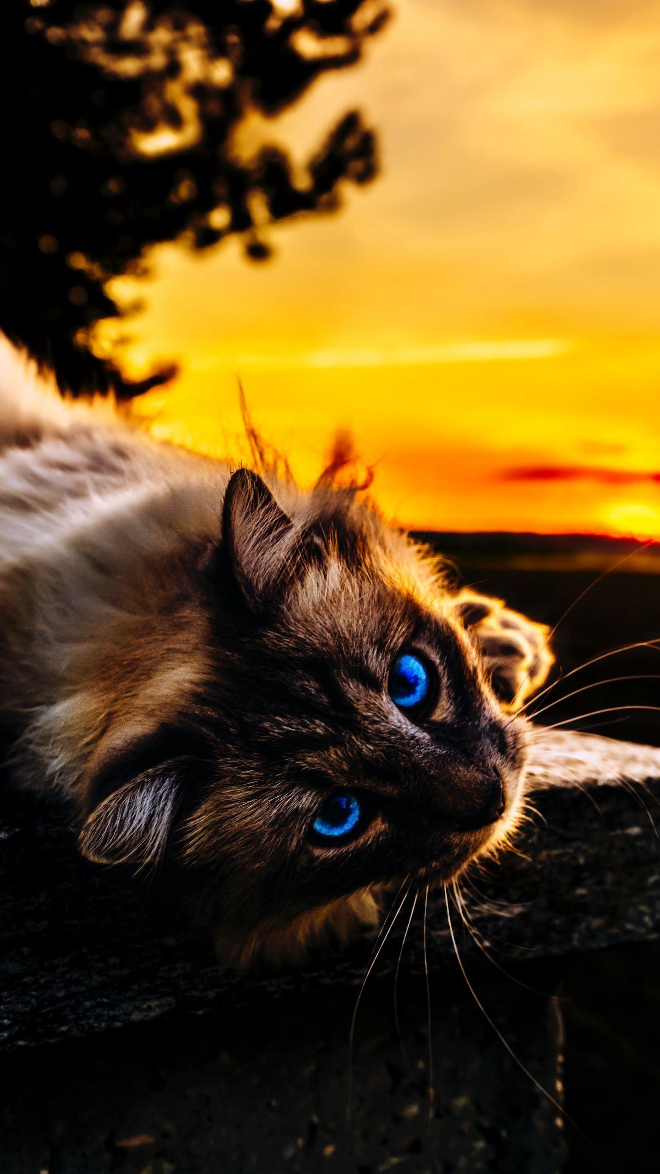 Cool Cat Eye iPhone 7 Wallpapers - Top Free Cool Cat Eye iPhone 7 ...