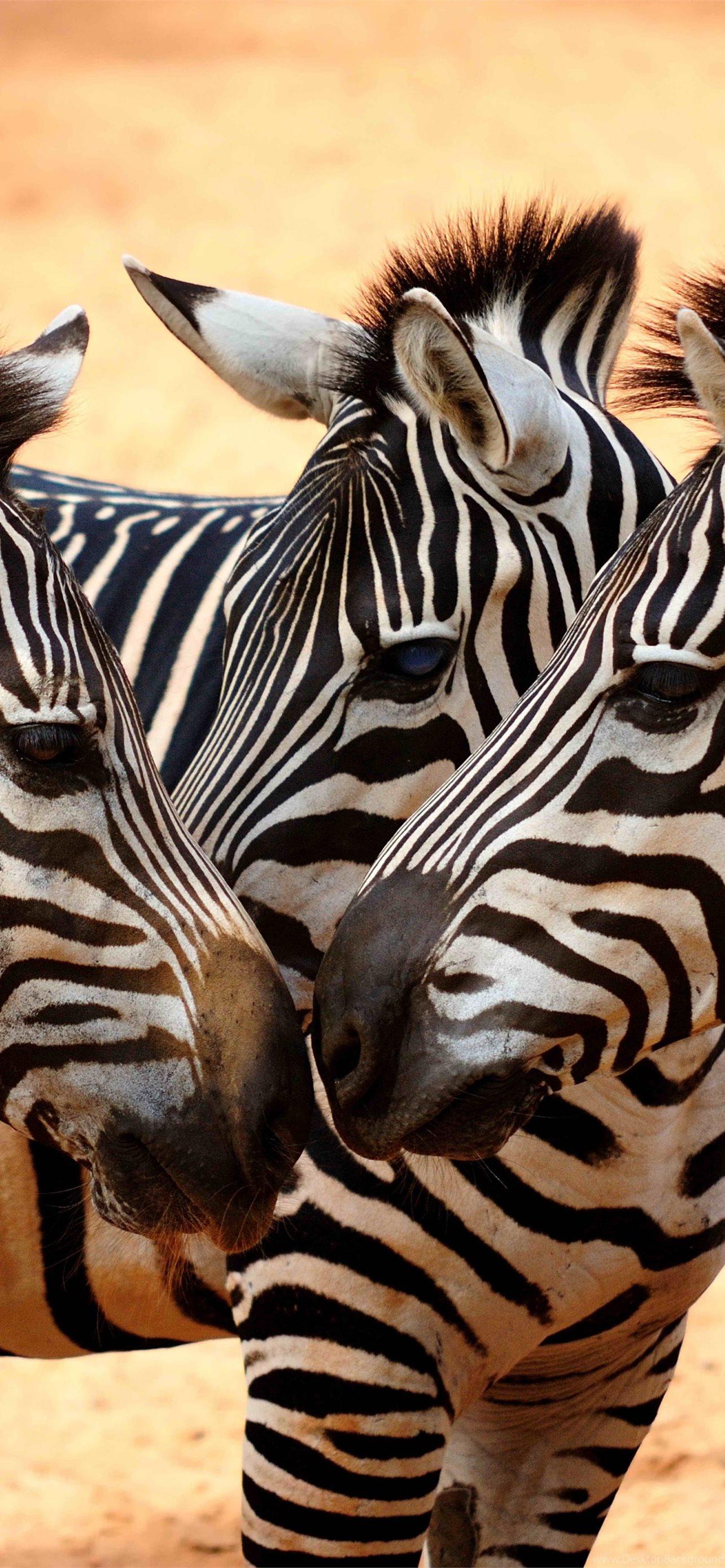 Zebra iPhone Wallpapers - Top Free Zebra iPhone Backgrounds ...