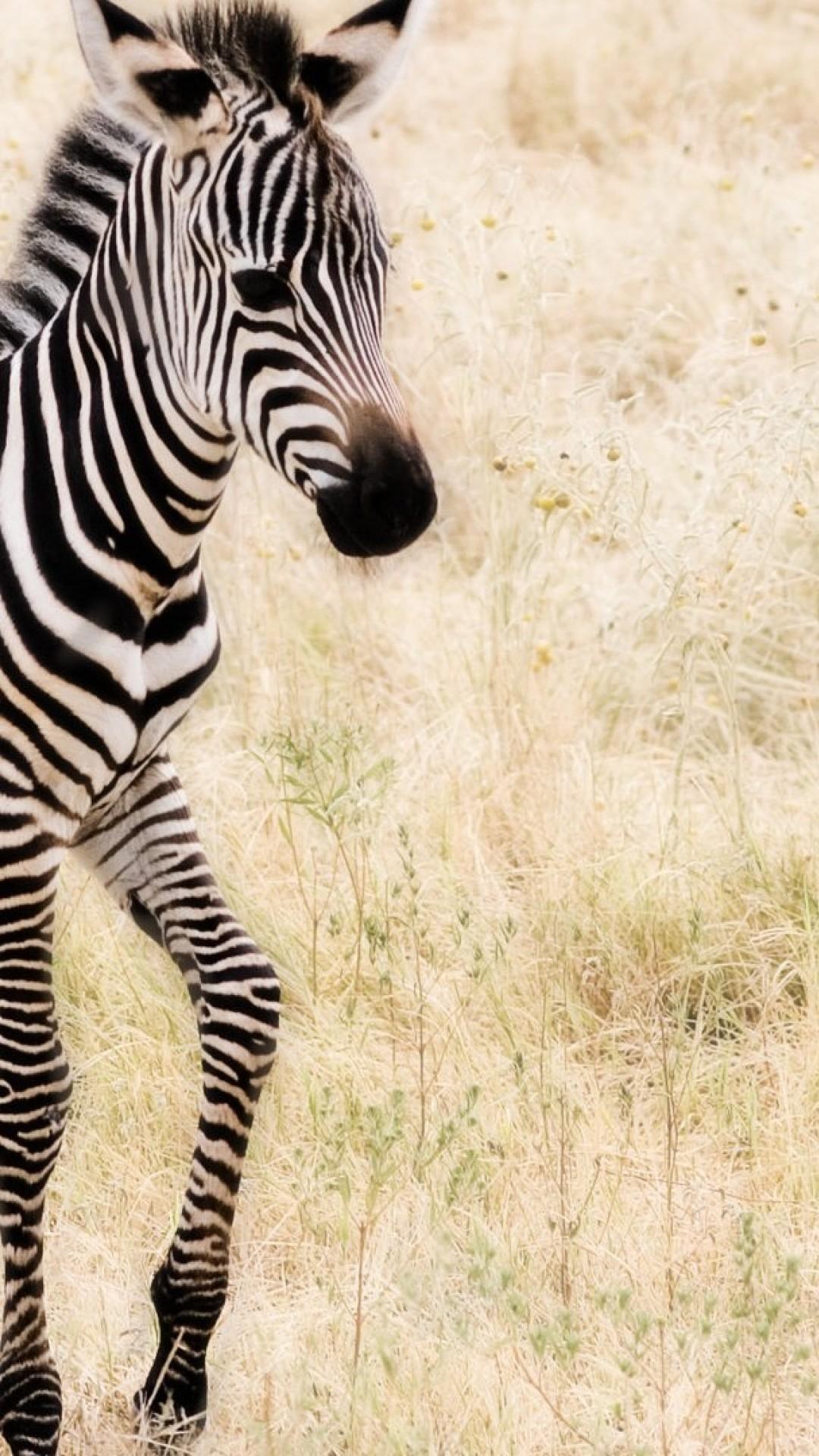 Zebra iPhone Wallpapers - Top Free Zebra iPhone Backgrounds ...