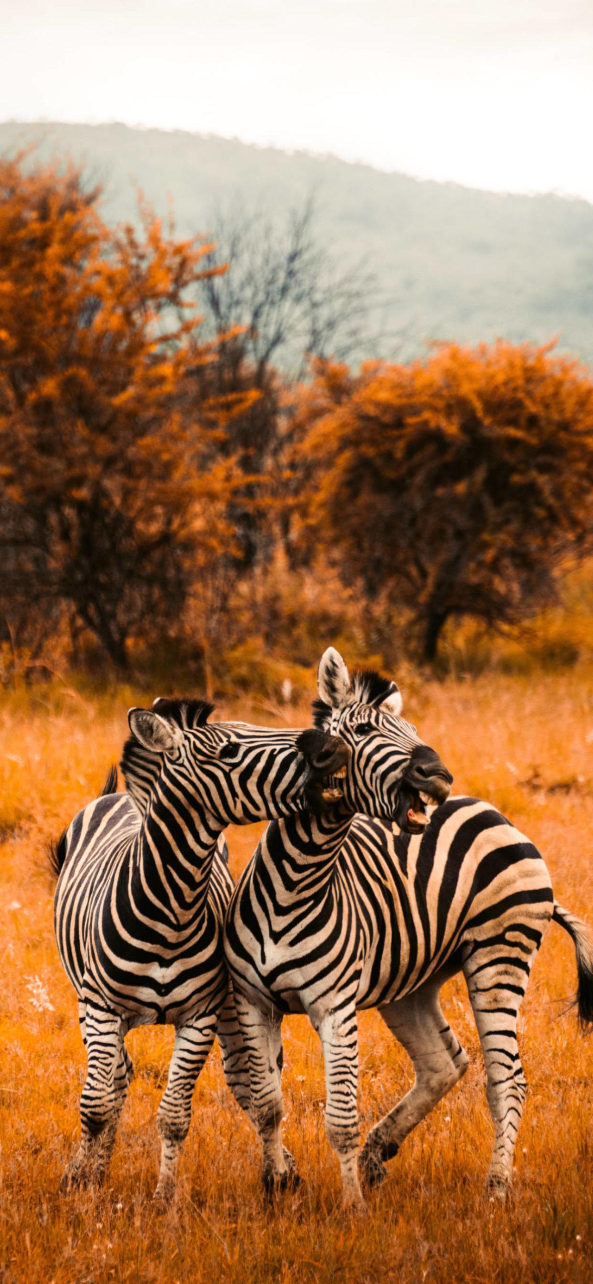 Zebra iPhone Wallpapers - Top Free Zebra iPhone Backgrounds ...