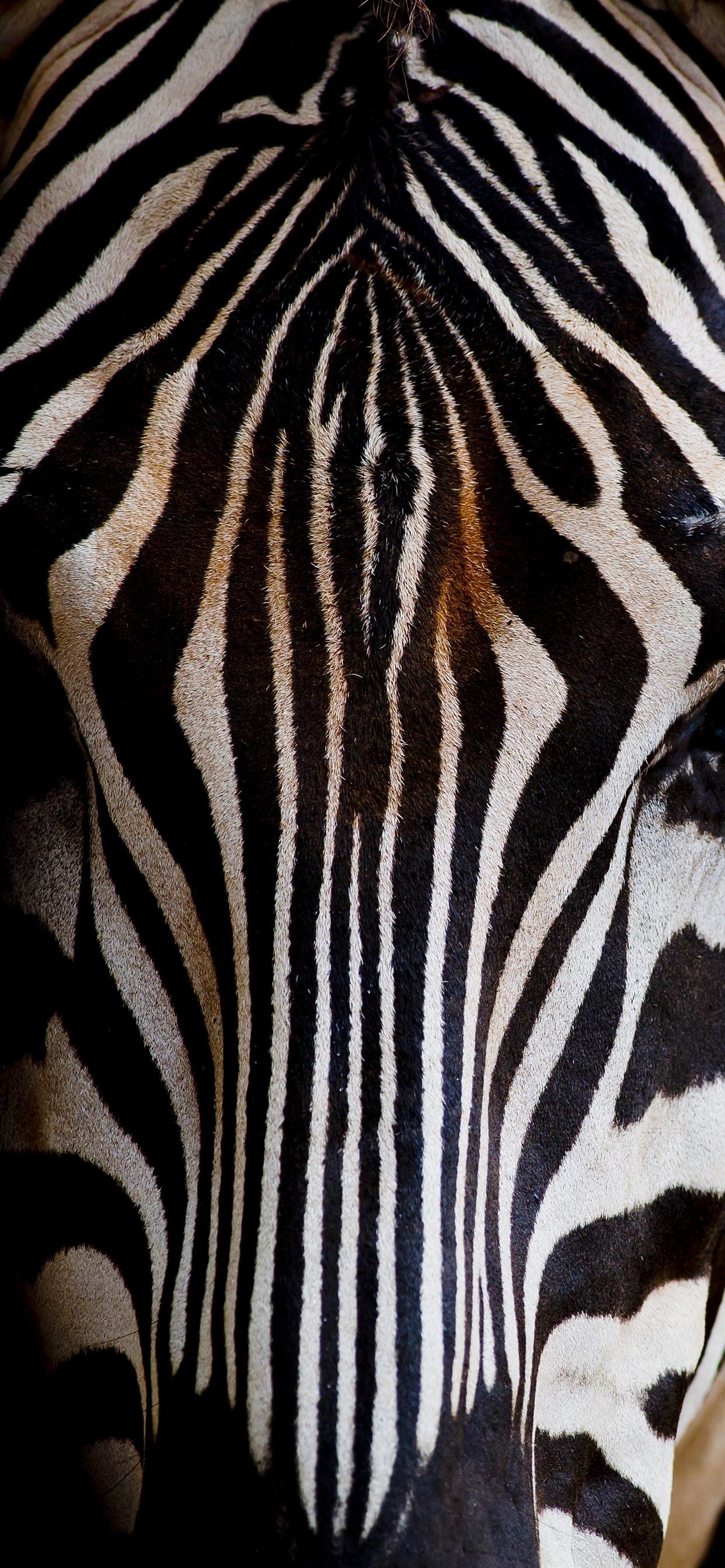Zebra iPhone Wallpapers - Top Free Zebra iPhone Backgrounds ...