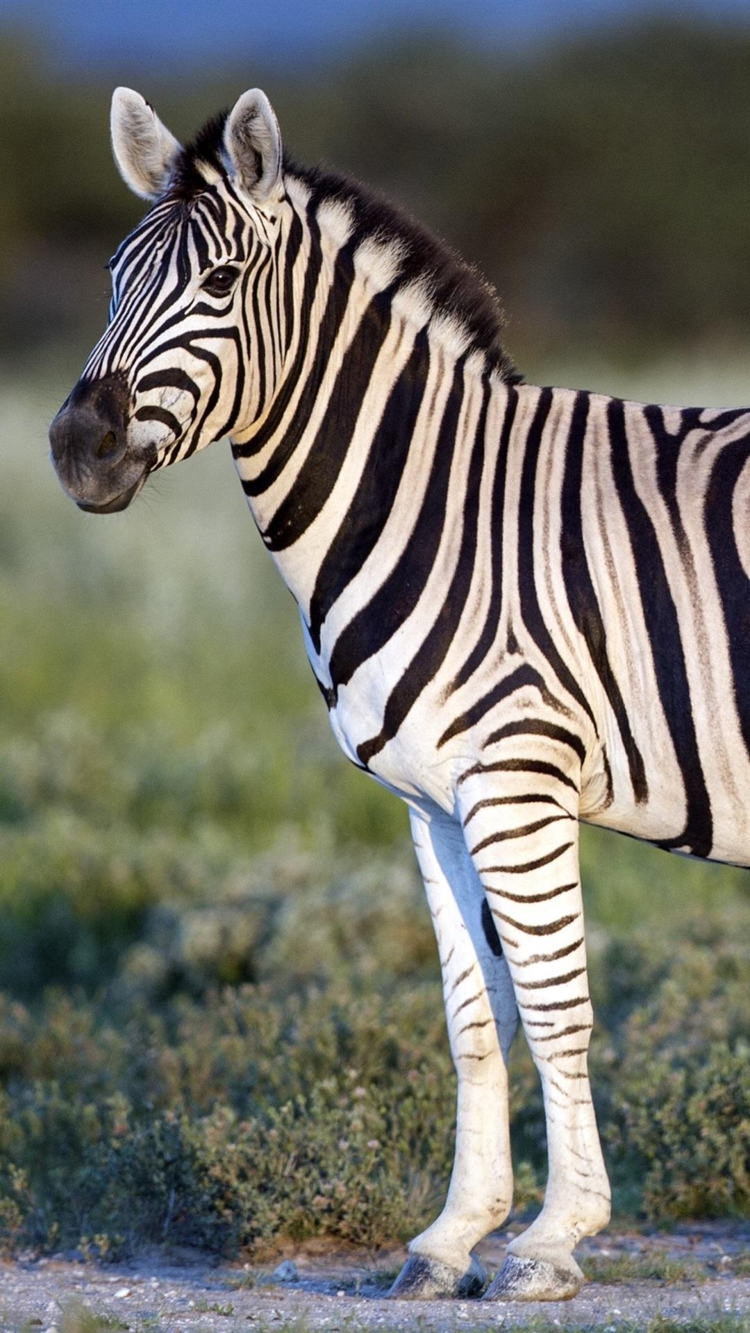 Zebra iPhone Wallpapers - Top Free Zebra iPhone Backgrounds ...