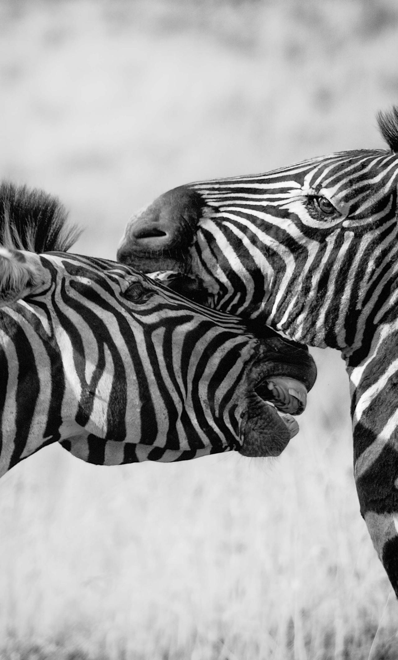 Zebra iPhone Wallpapers - Top Free Zebra iPhone Backgrounds - WallpaperAccess