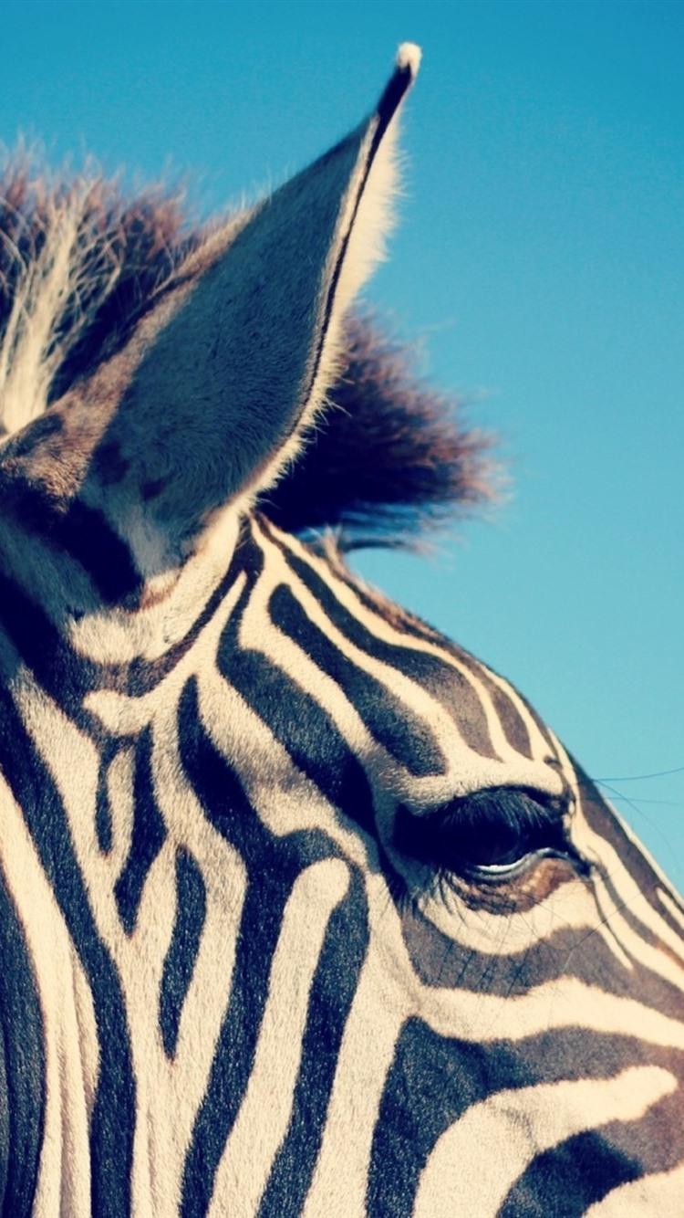 Zebra iPhone Wallpapers - Top Free Zebra iPhone Backgrounds ...