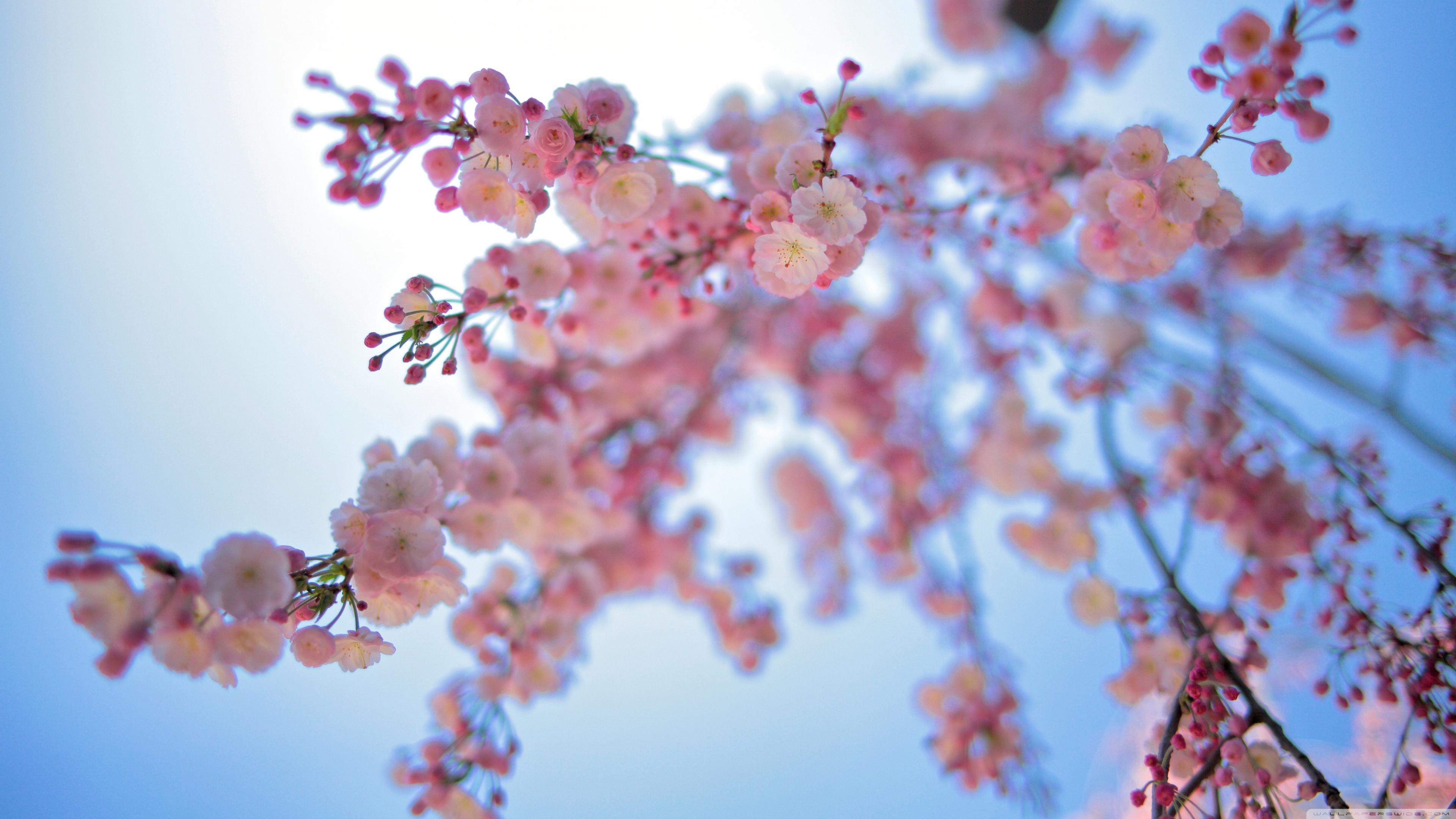 Pink Spring Desktop Wallpapers - Top Free Pink Spring Desktop ...