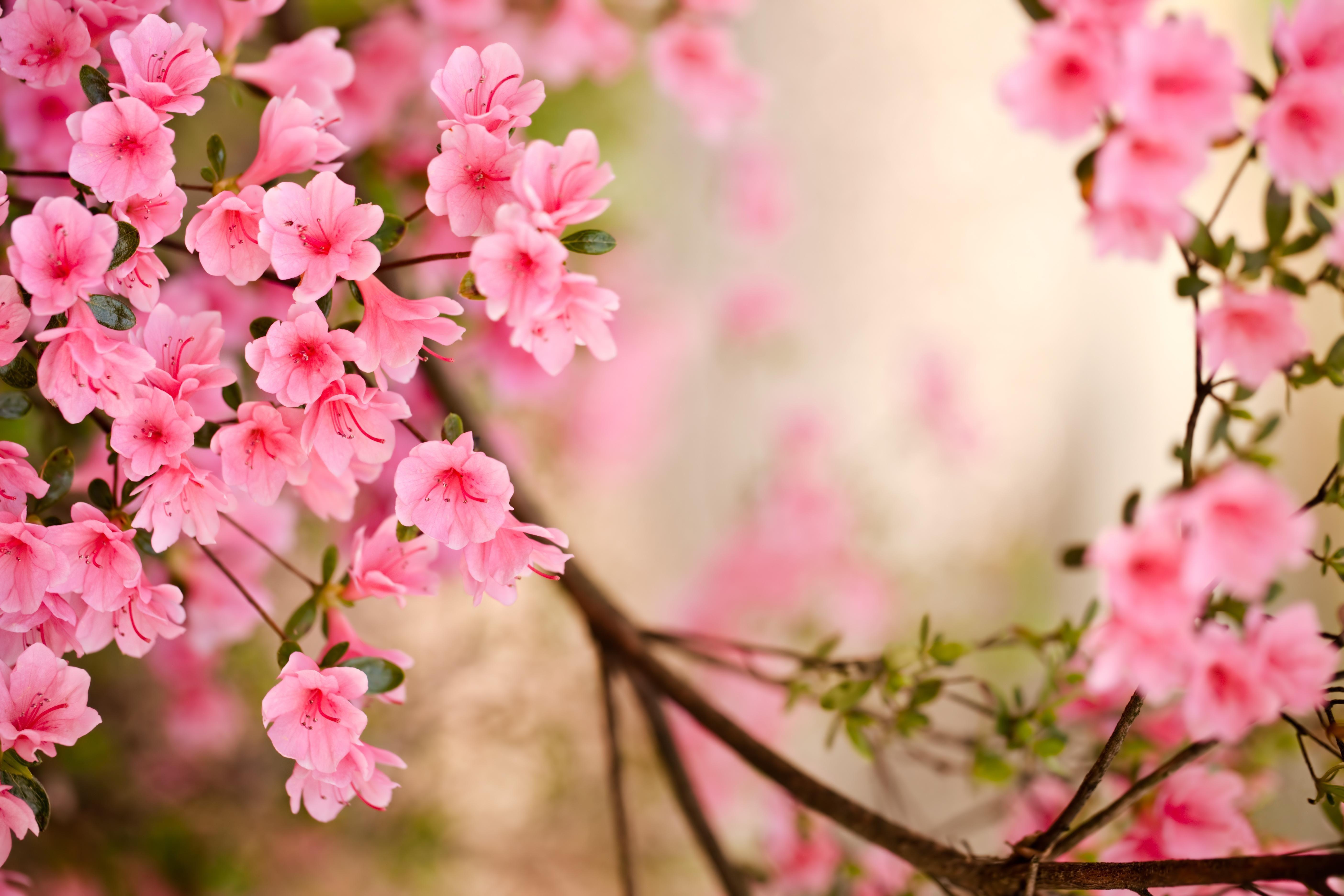 Pink Spring Desktop Wallpapers - Top Free Pink Spring Desktop ...