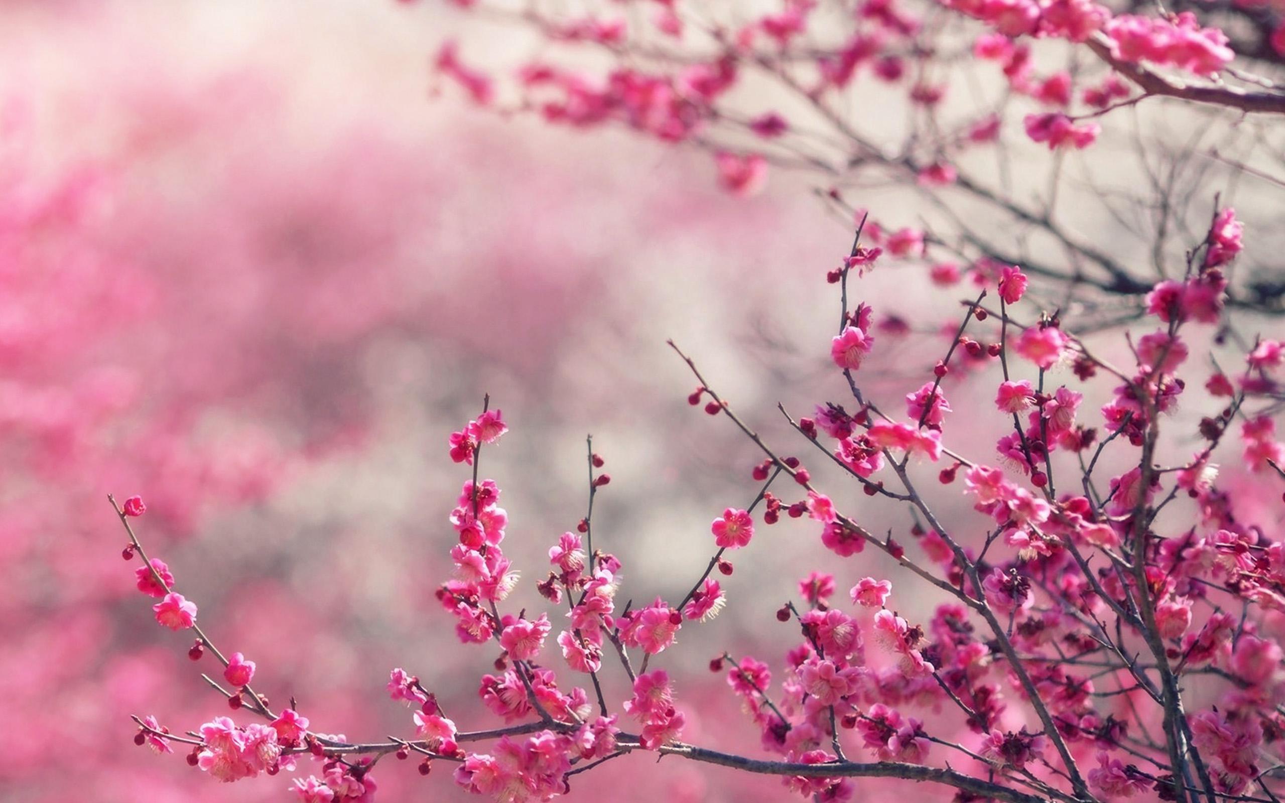Pink Spring Desktop Wallpapers - Top Free Pink Spring Desktop ...
