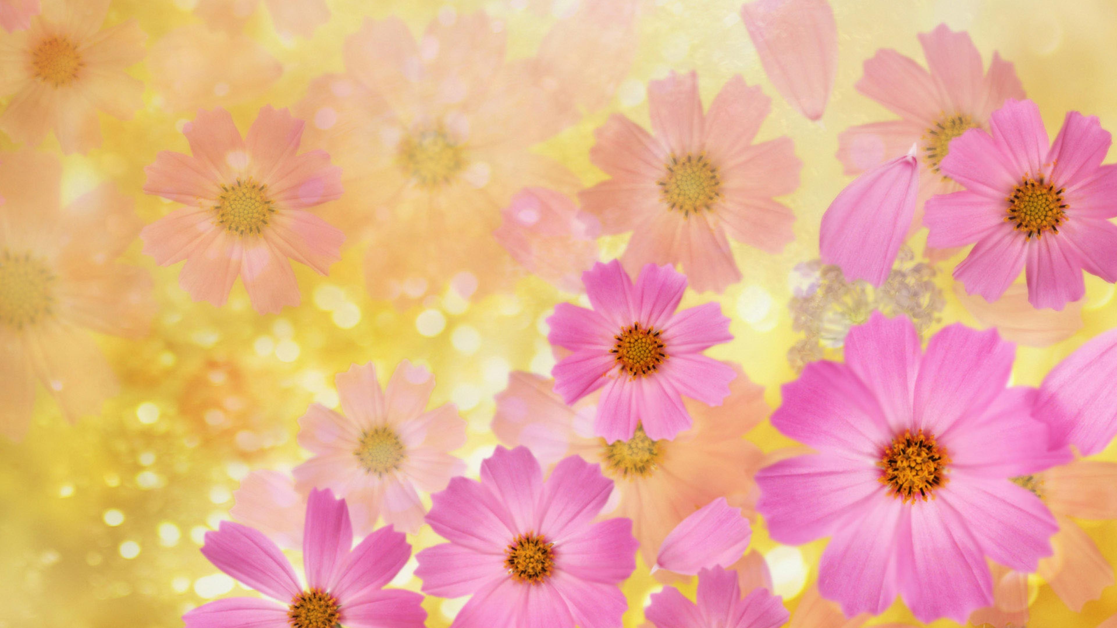Pink Spring Desktop Wallpapers - Top Free Pink Spring Desktop ...